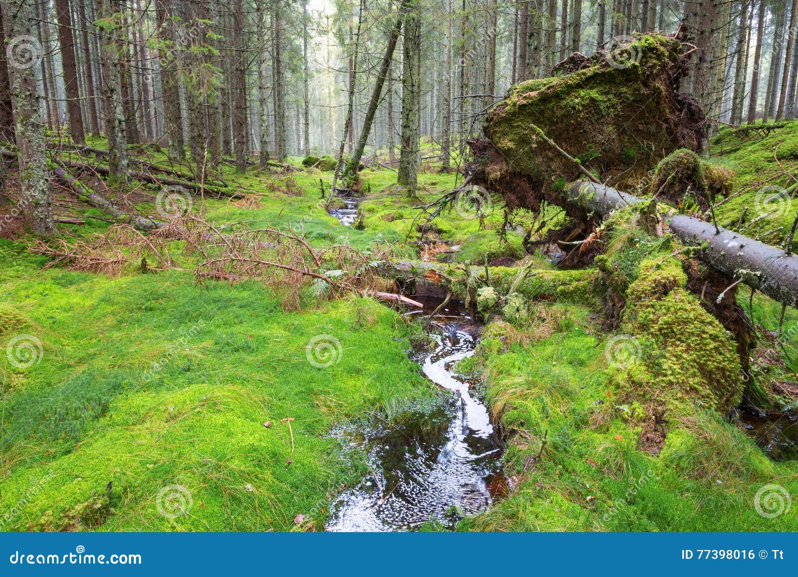 Creek in a forest stock photo. Image of running, moss - 77398016