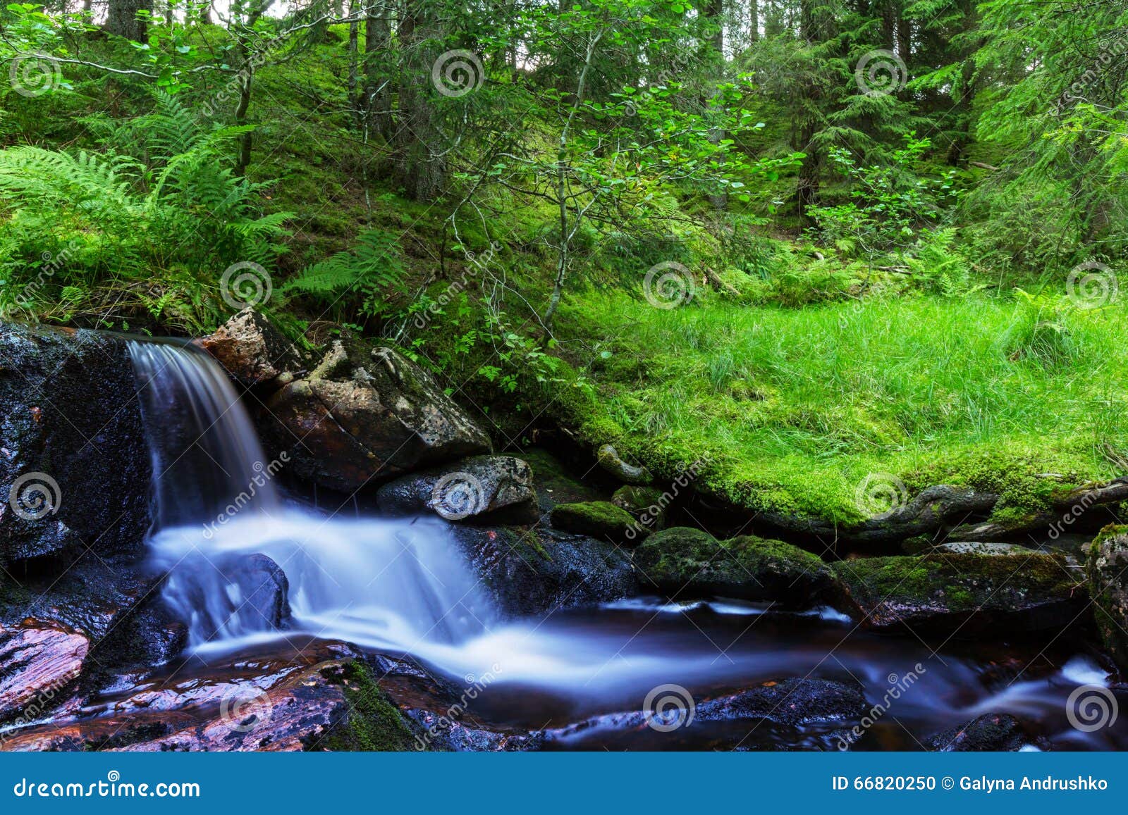 Creek in forest stock photo. Image of natural, hiking - 66820250