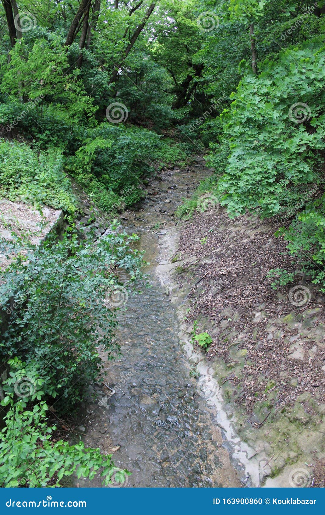 A creek in a forest stock photo. Image of nature, natural - 163900860