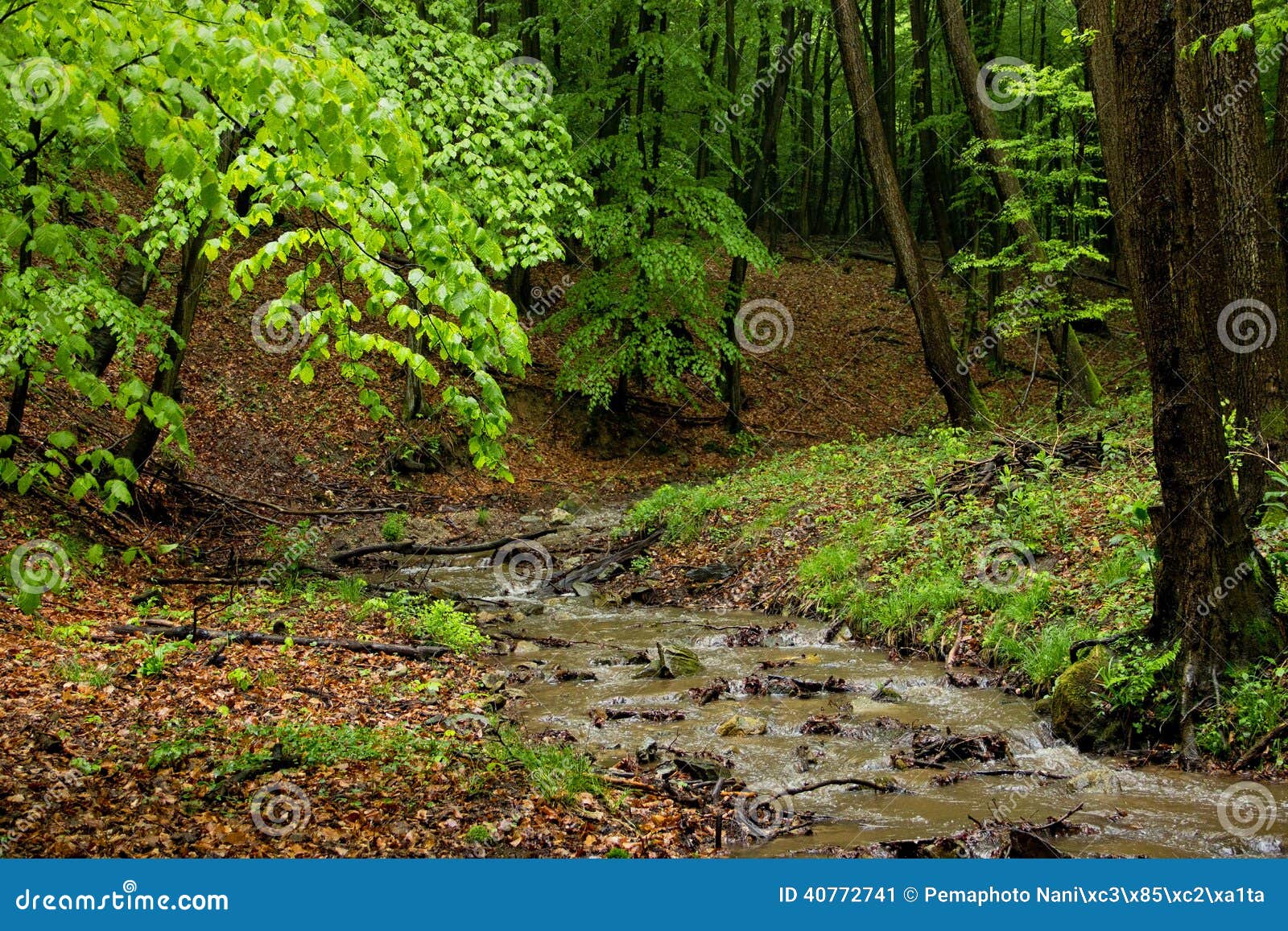 Creek in Forest stock image. Image of wood, forest, beck - 40772741