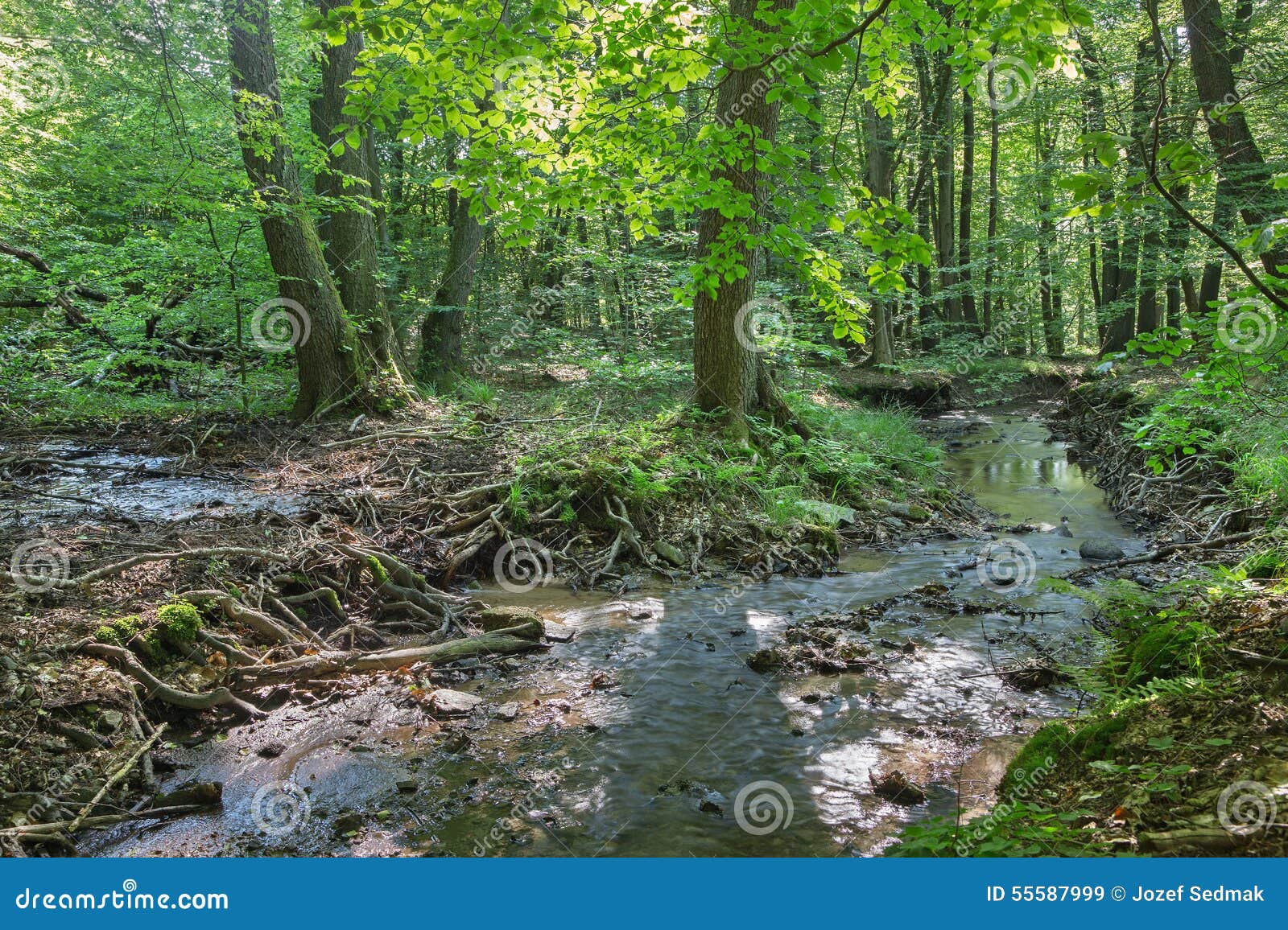 Creek in Forest of Little Carpathian Stock Image - Image of nature ...