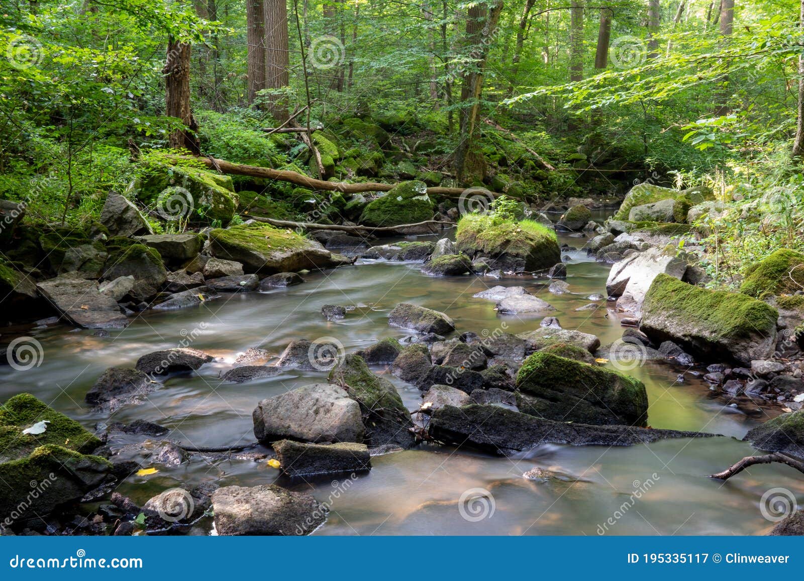 Creek in the Forest stock image. Image of mountain, summer - 195335117