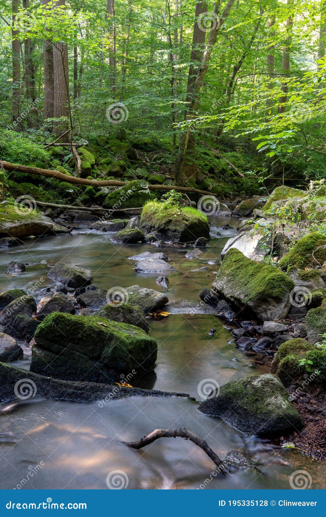 Creek in the Forest stock photo. Image of flowing, beauty - 195335128