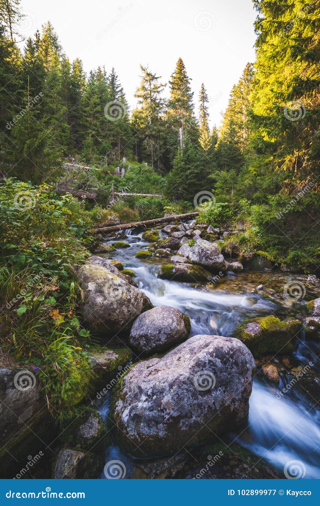 Creek in Forest stock image. Image of nature, forest - 102899977