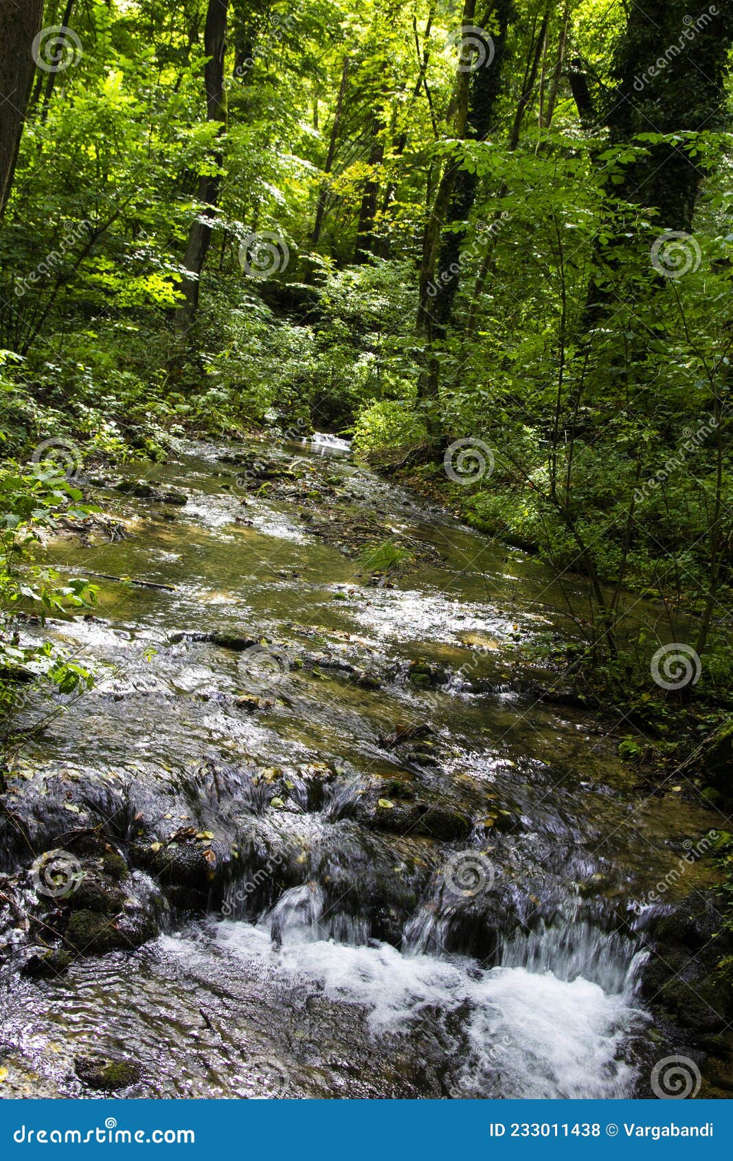 Creek in the forest stock photo. Image of rock, tourism - 233011438