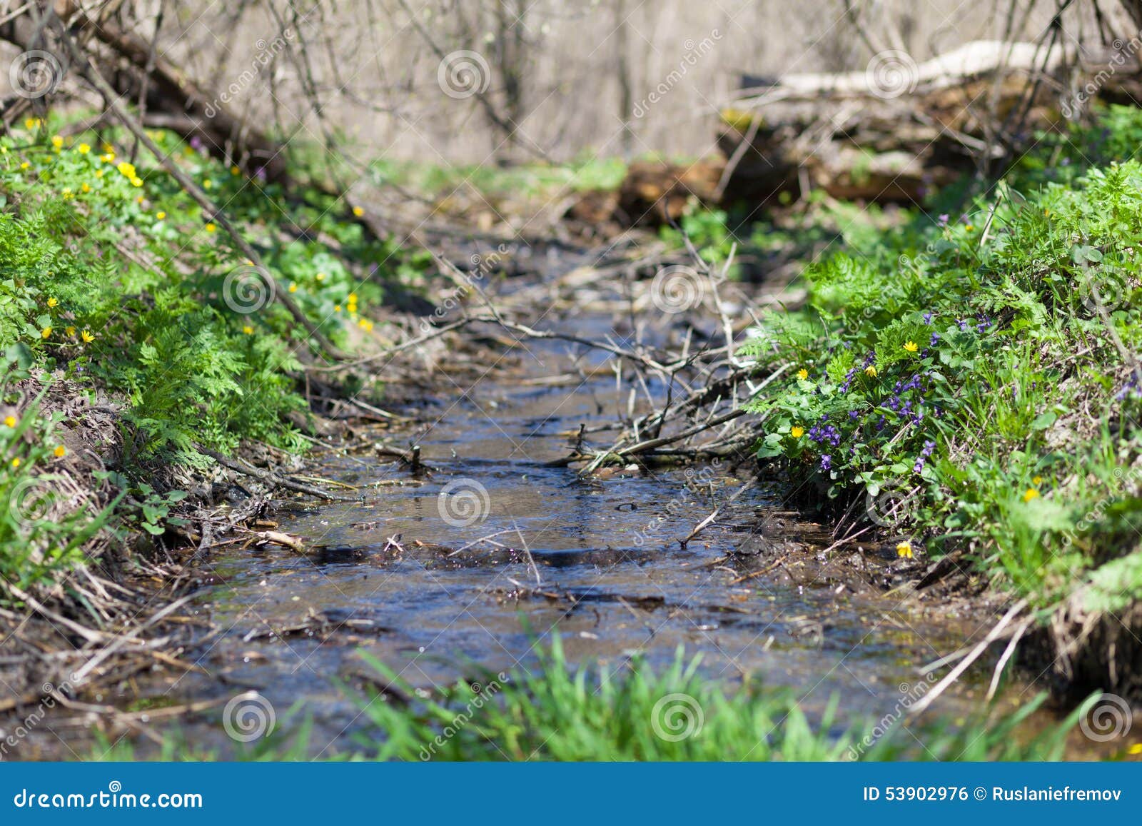 Creek in a forest stock photo. Image of season, rock - 53902976
