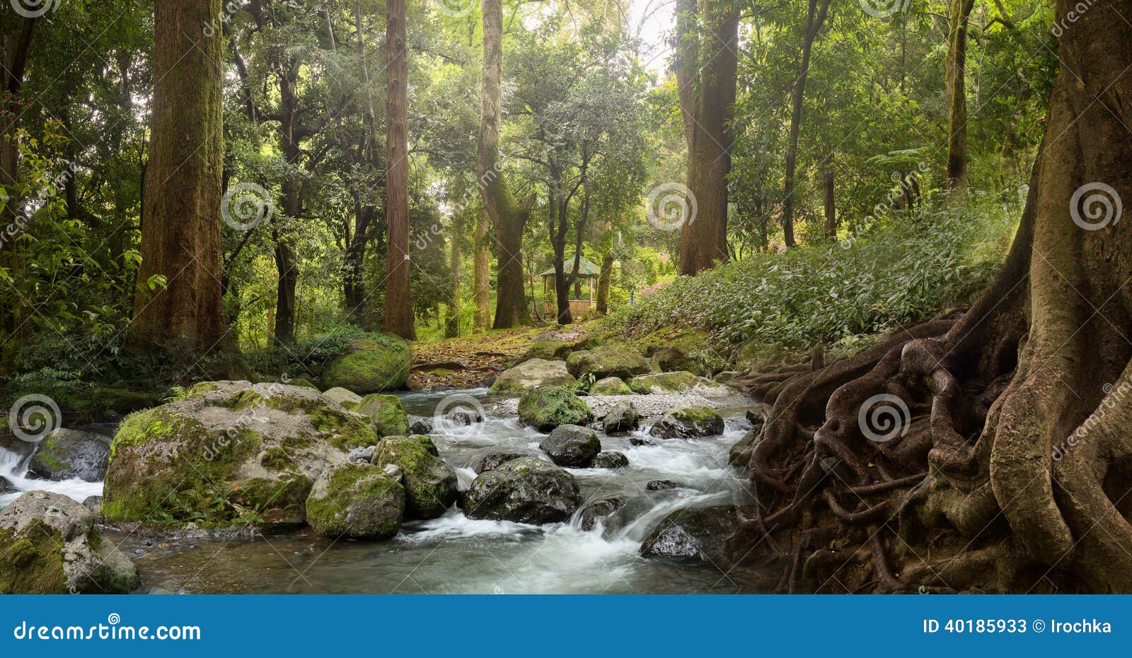 Creek in the forest stock image. Image of natural, water - 40185933