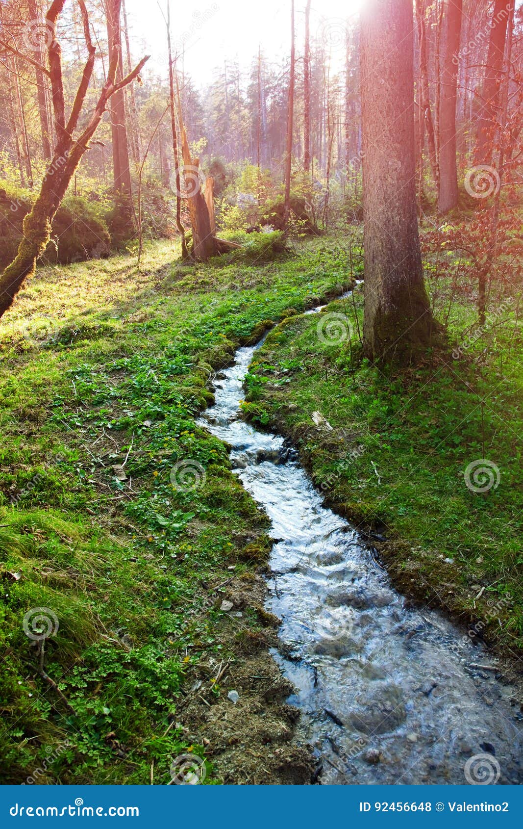 Creek in forest stock photo. Image of landscape, mountain - 92456648