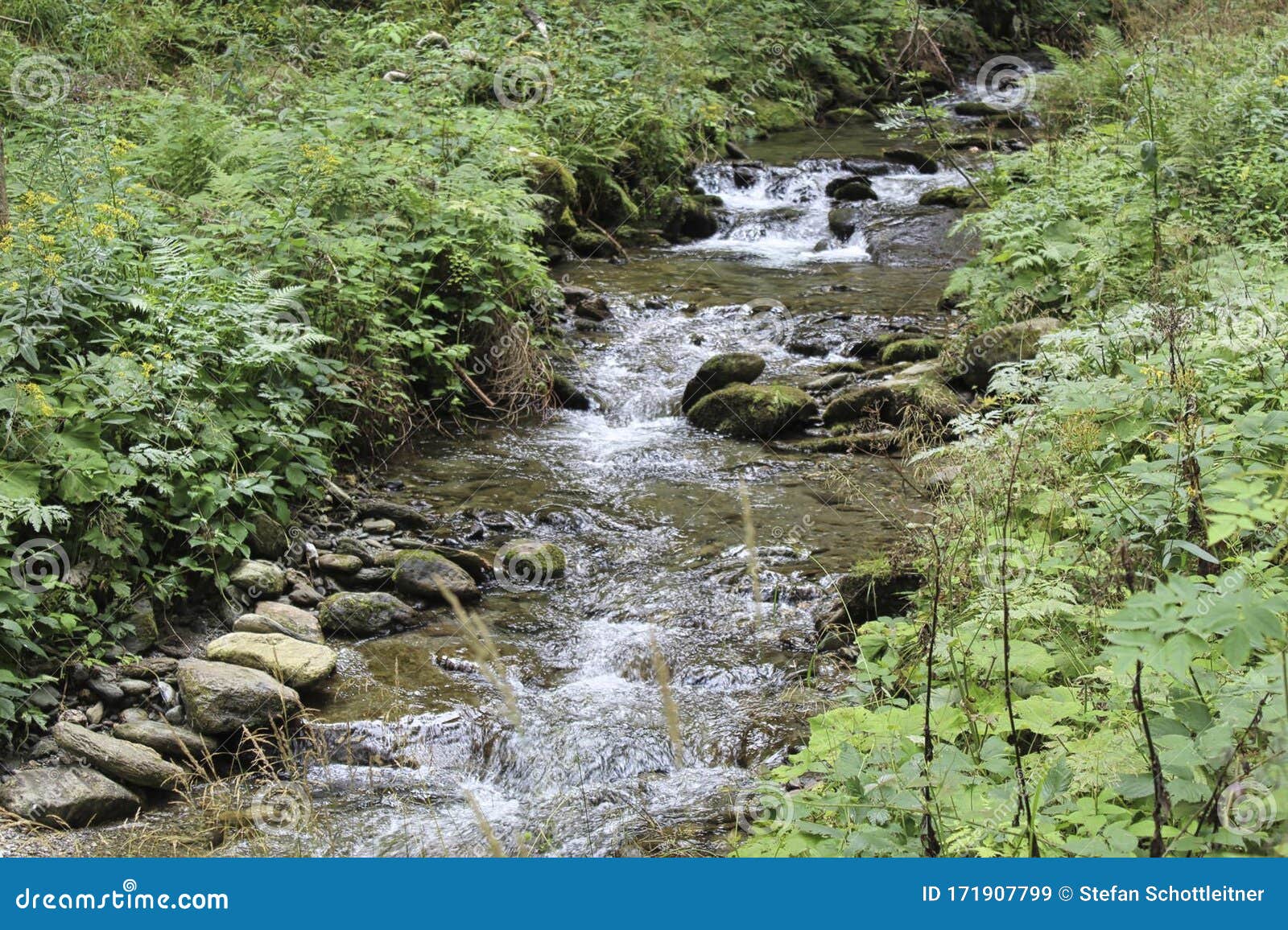 A creek in the forest stock image. Image of landscape - 171907799