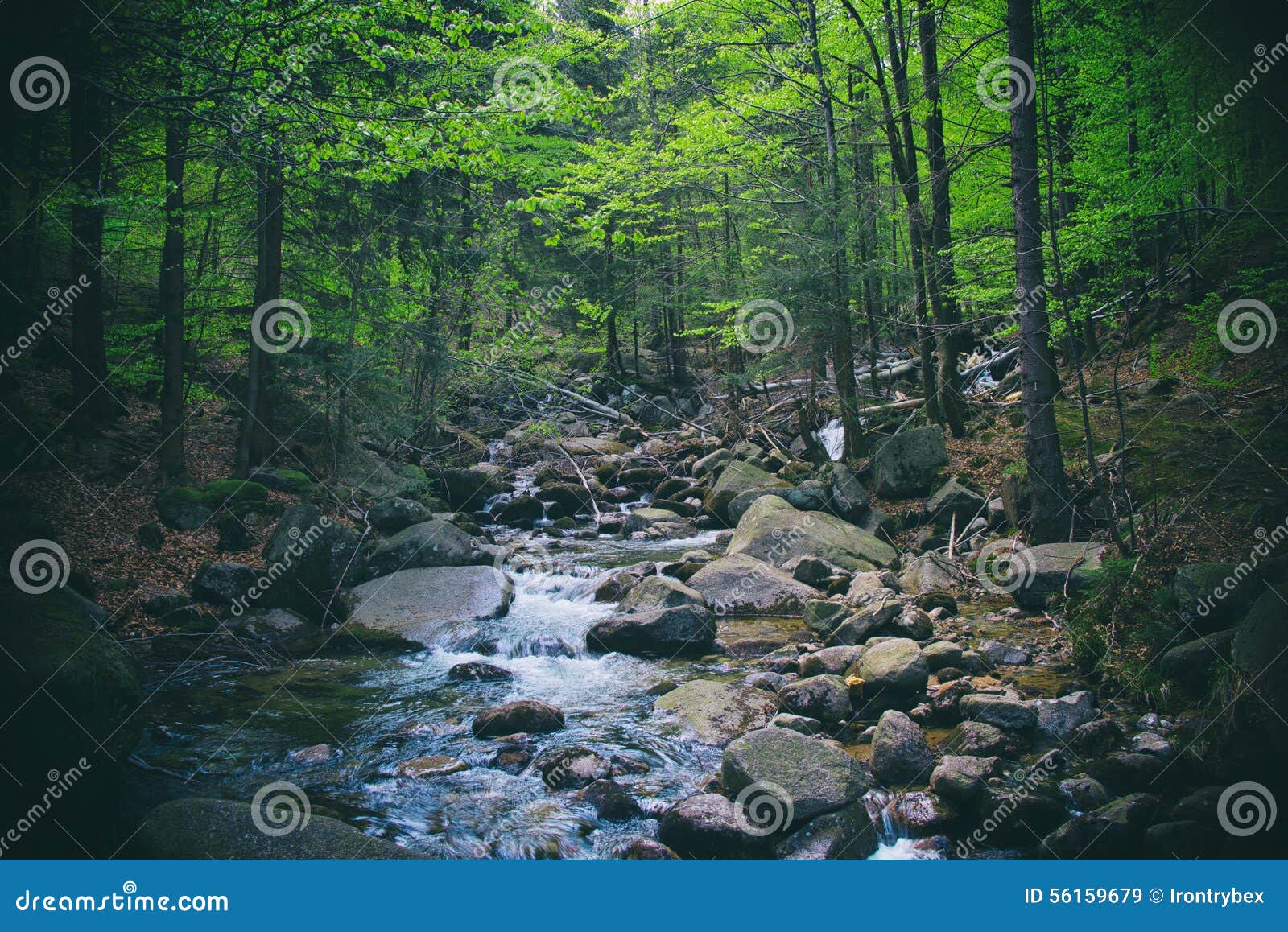 Creek in forest stock image. Image of season, forest - 56159679