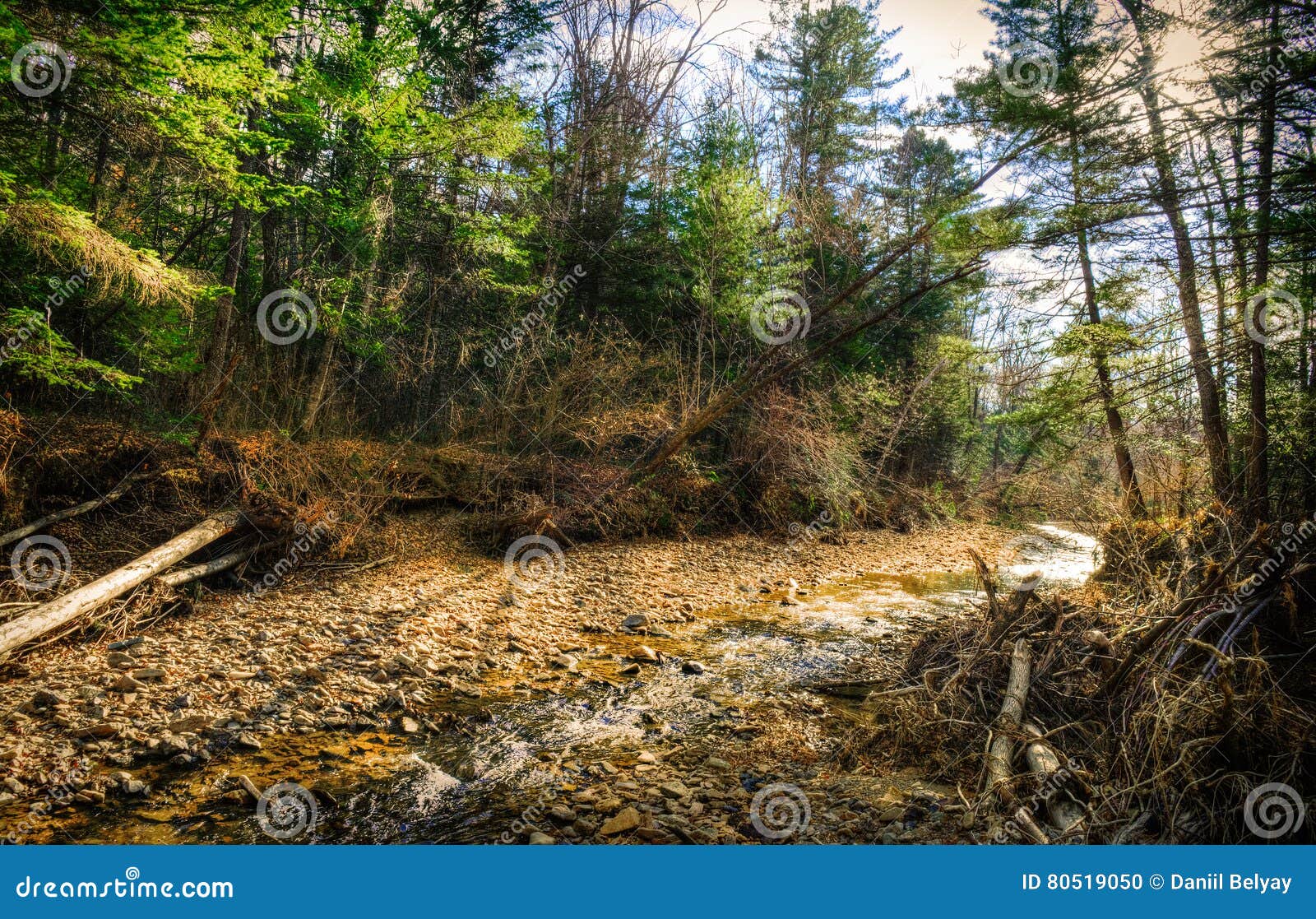 Creek in the Forest - Wild Nature Stock Photo - Image of green ...