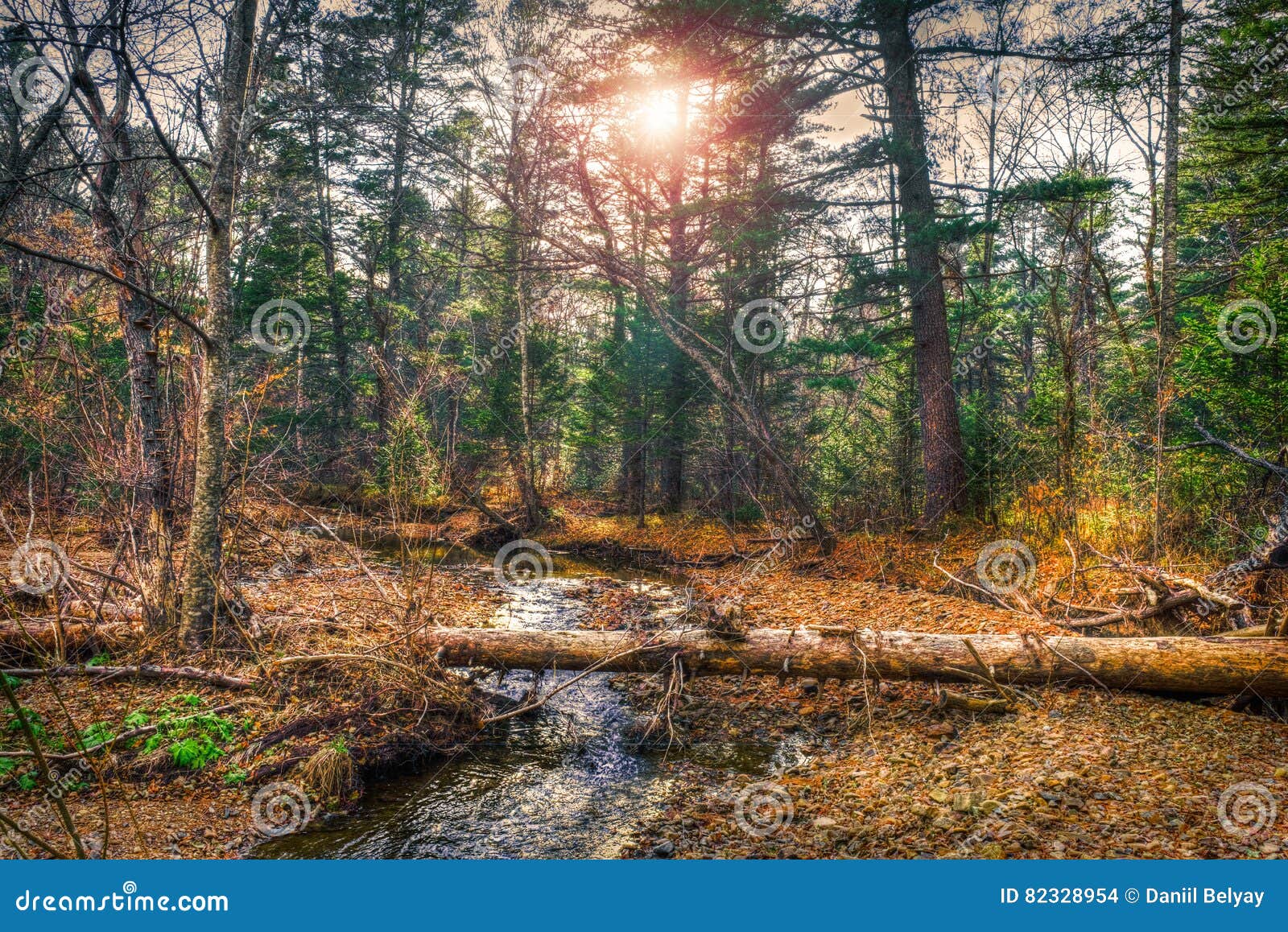 Creek in the Forest - Wild Nature Stock Photo - Image of autumn ...