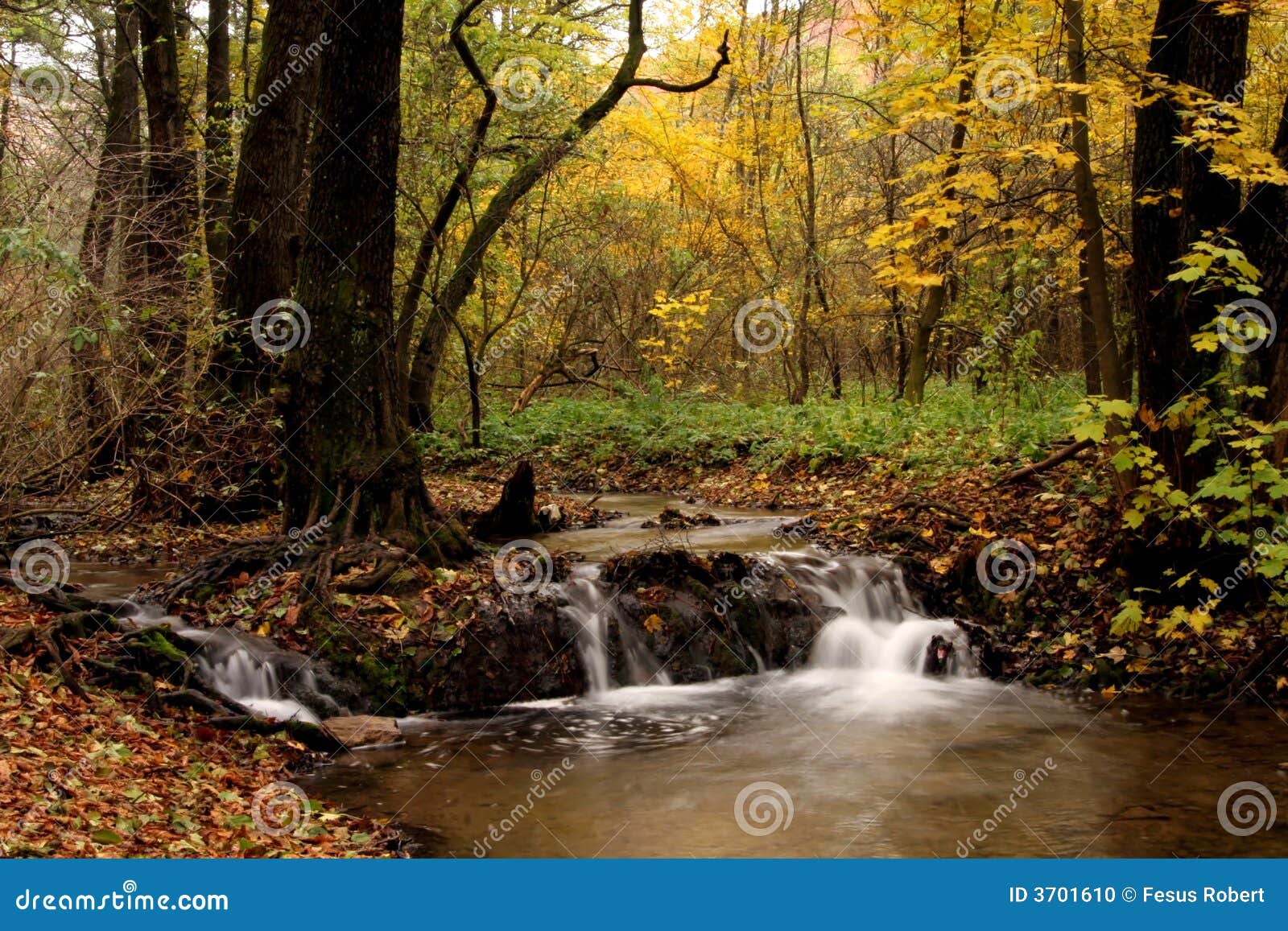 Creek in the forrest stock photo. Image of season, garden - 3701610