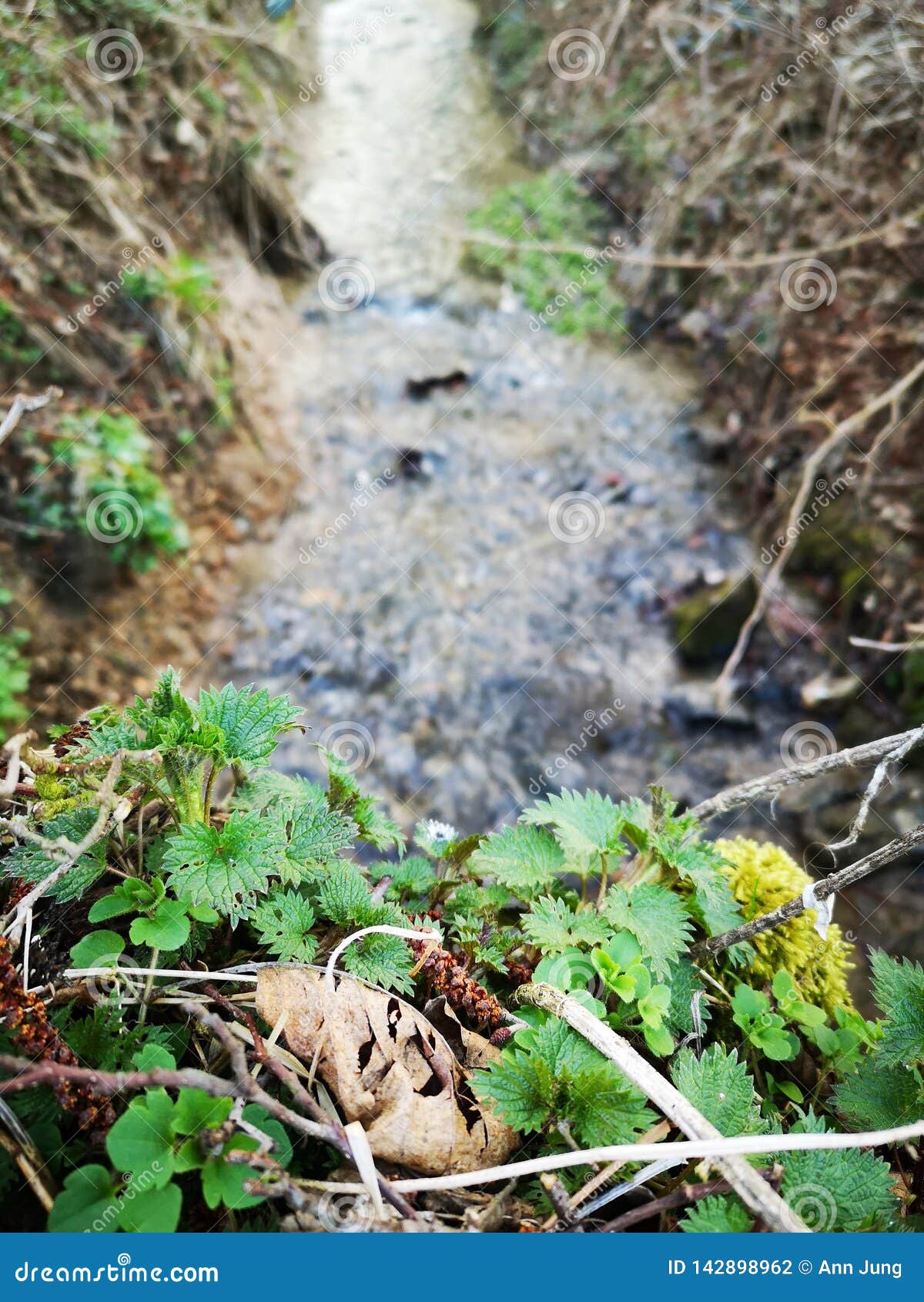 Creek stock photo. Image of creek, brook, stream, small - 142898962