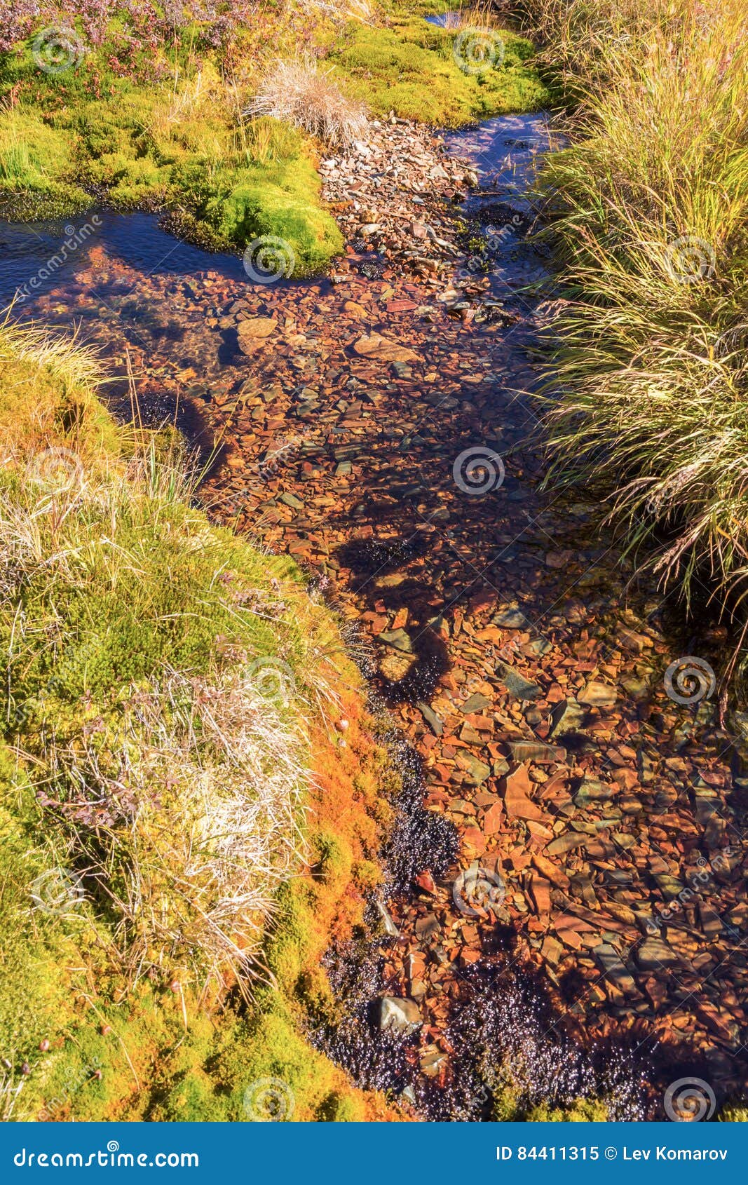 Creek mossy stock image. Image of geology, vegetation - 84411315