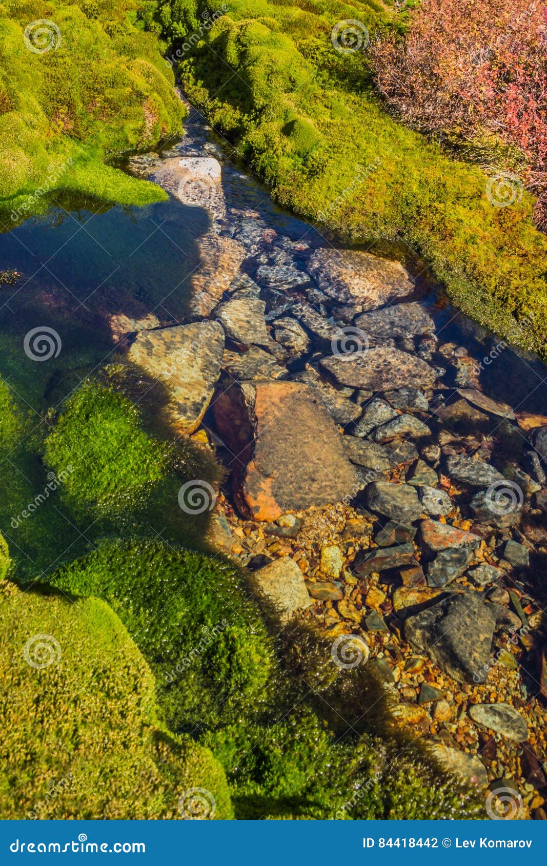 Creek mossy stock photo. Image of background, water, brook - 84418442