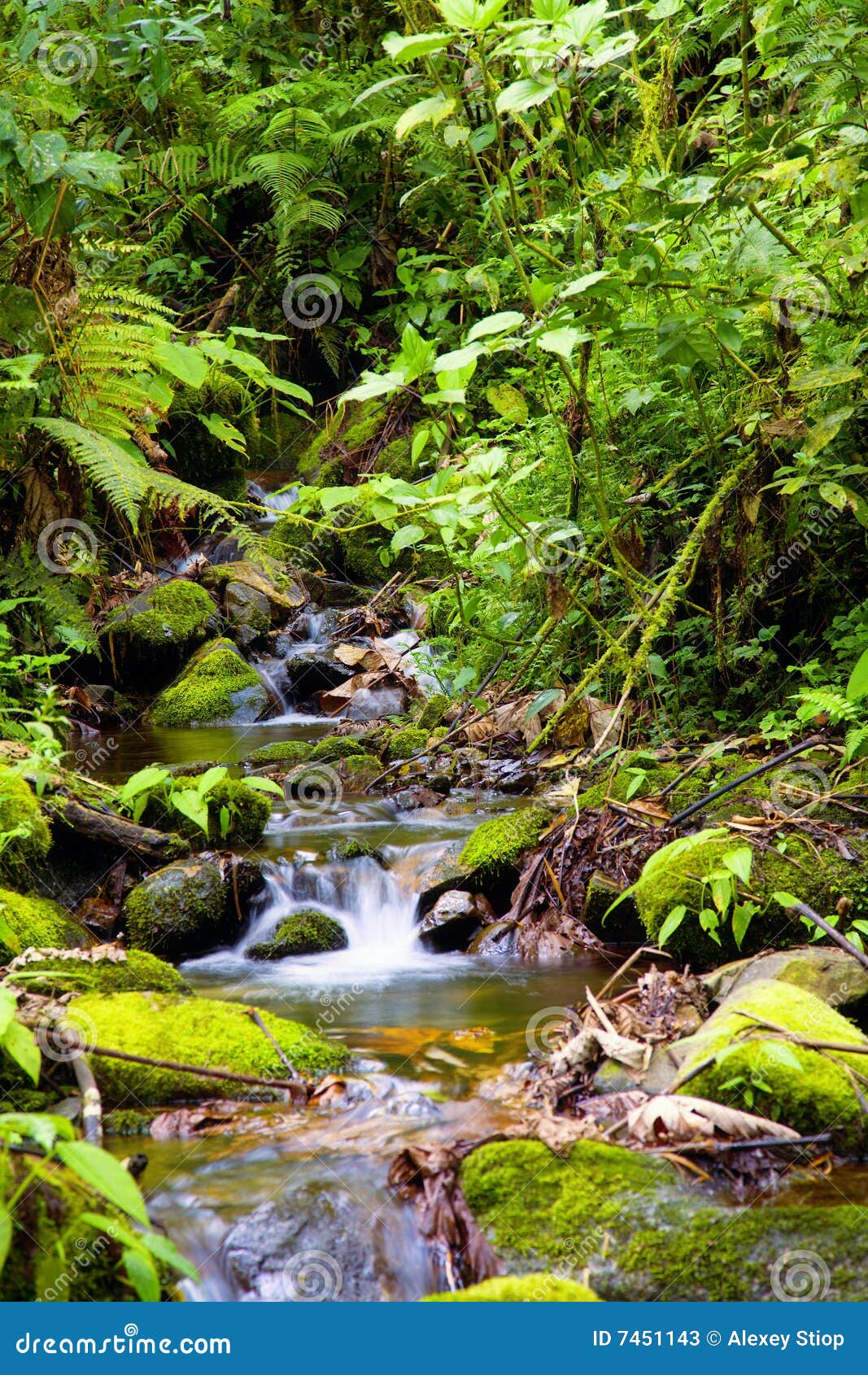 Creek in rainforest stock image. Image of current, trees - 7451143