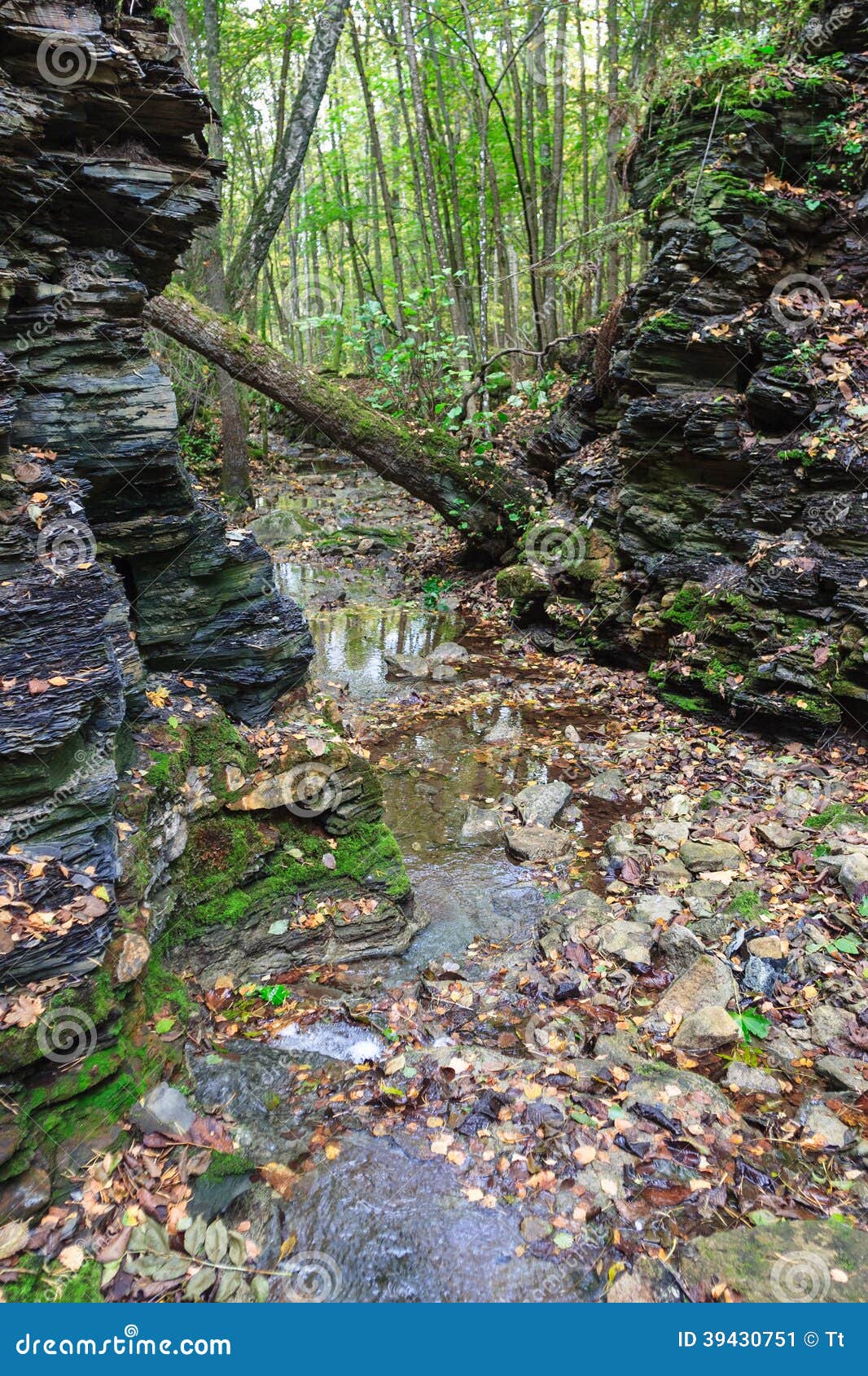 Creek in the ravine stock image. Image of stream, rock - 39430751