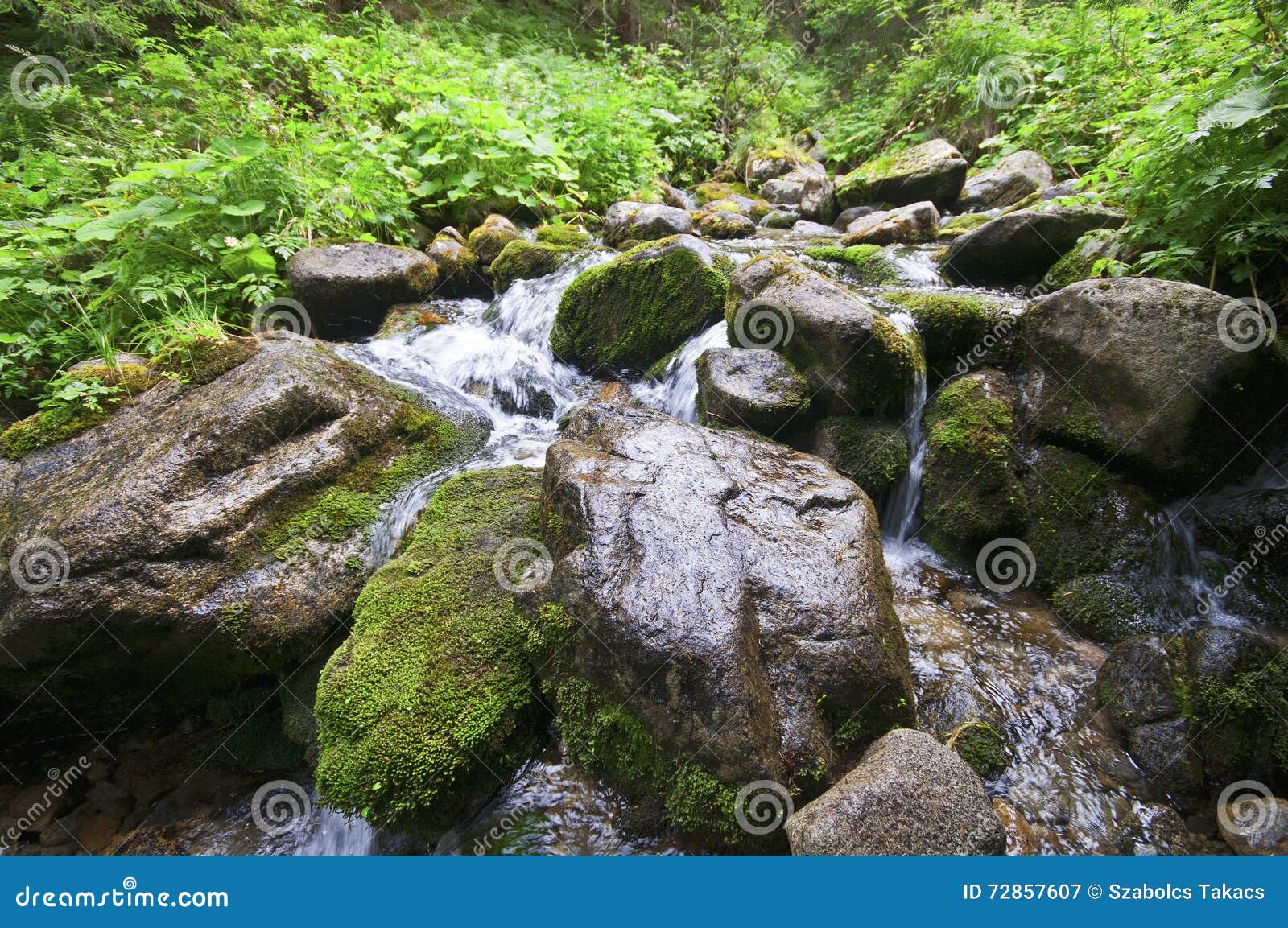 Creek with rocks stock image. Image of green, water, adventure - 72857607