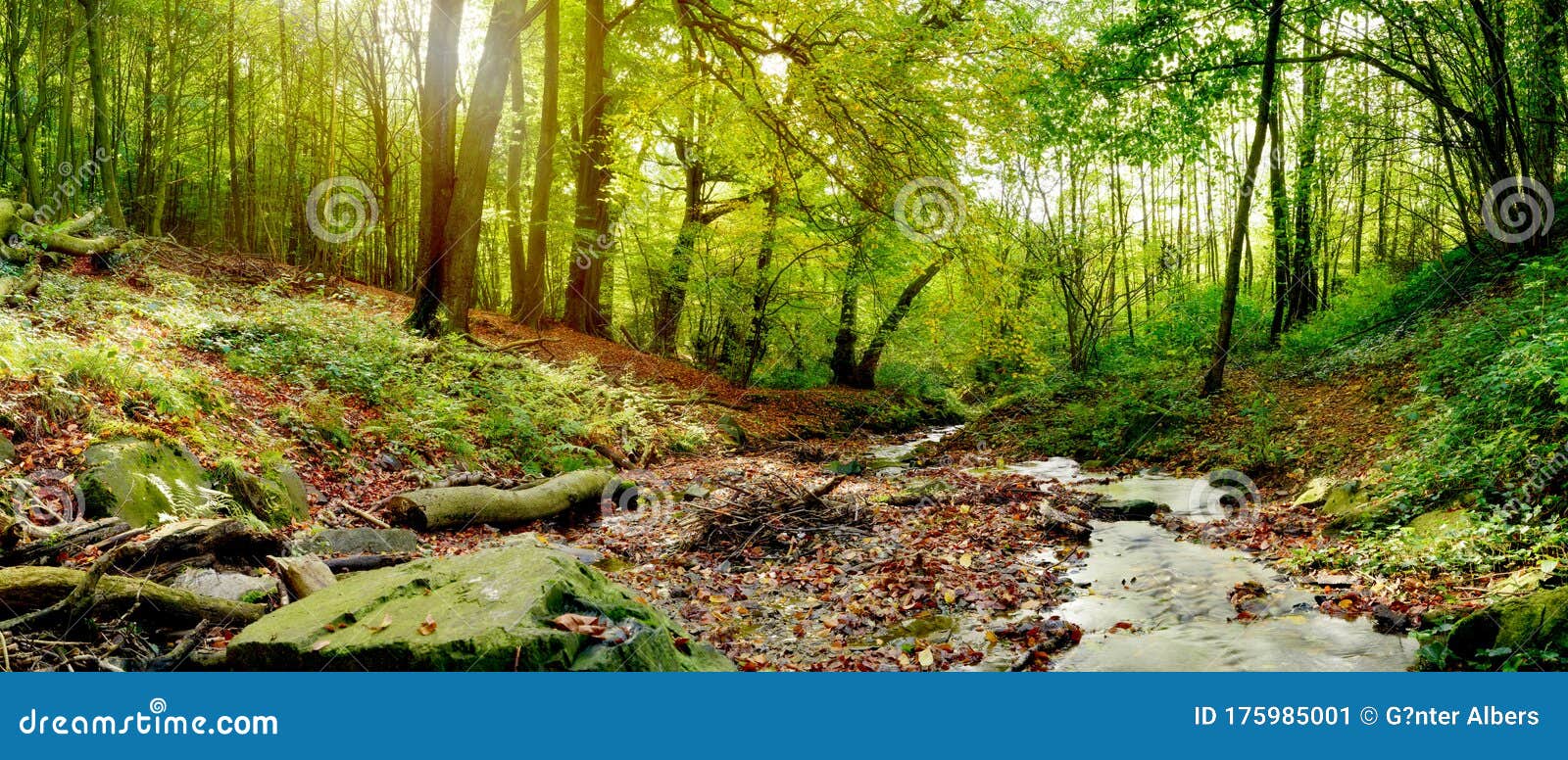 Forest with creek stock image. Image of deciduous, trunk - 175985001