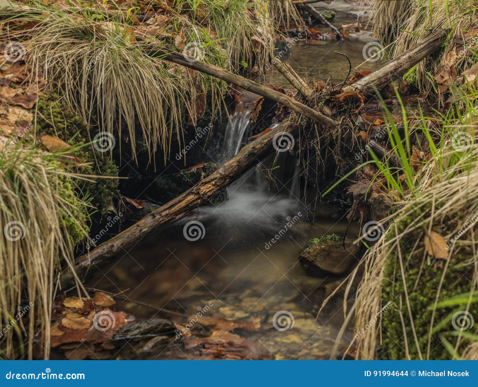 Creek in Spring Color Forest in North Bohemia Stock Photo - Image of ...