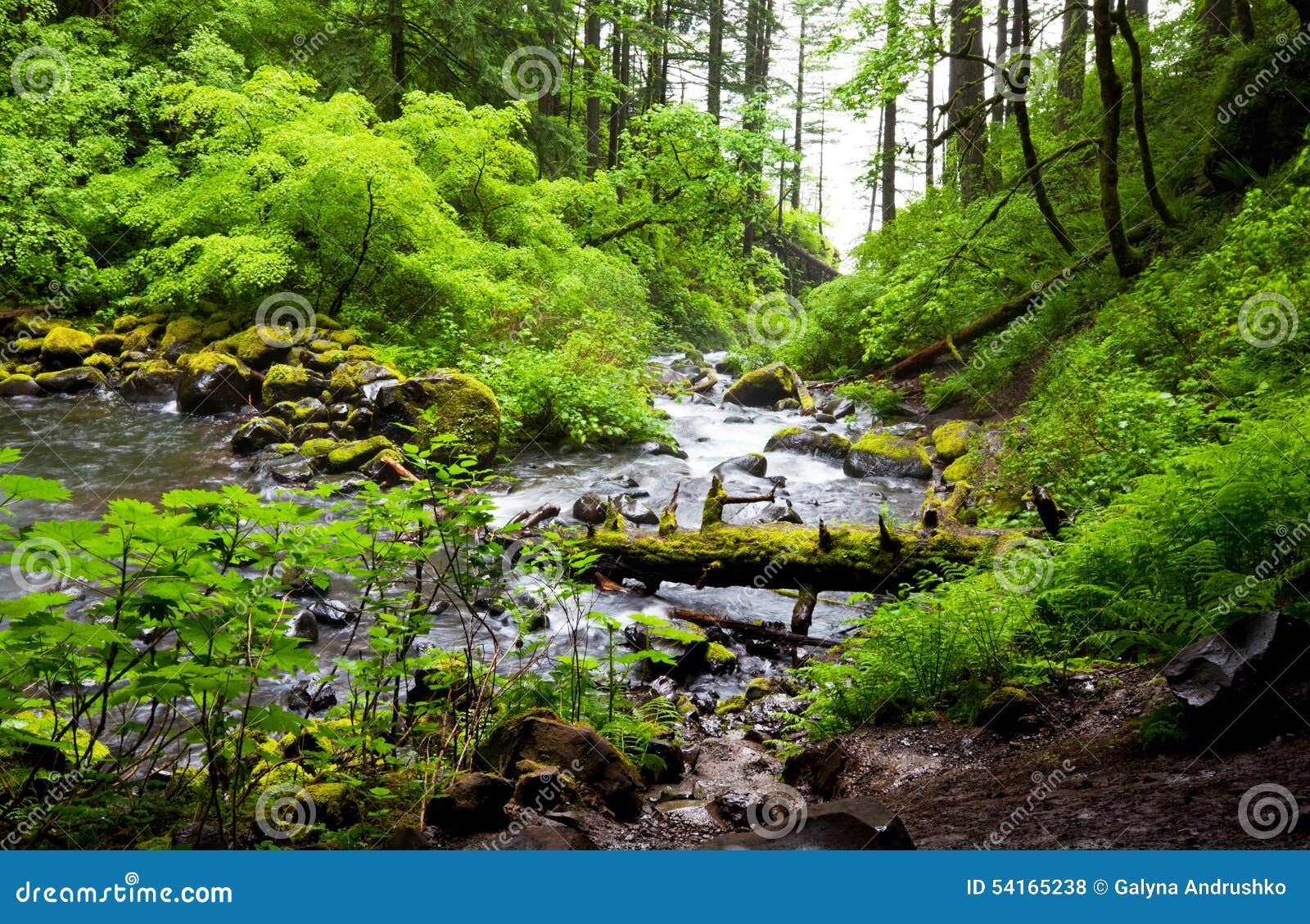 Creek stock photo. Image of movement, water, outdoor - 54165238