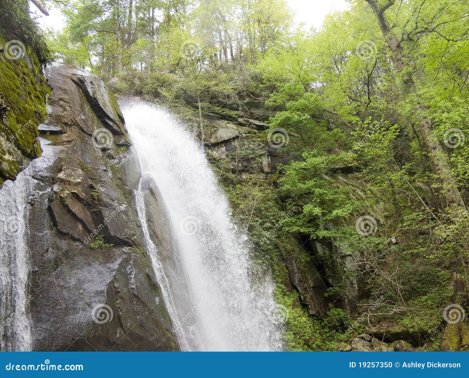 Creek with Trees and Waterfall Stock Photo - Image of relax, fluid ...