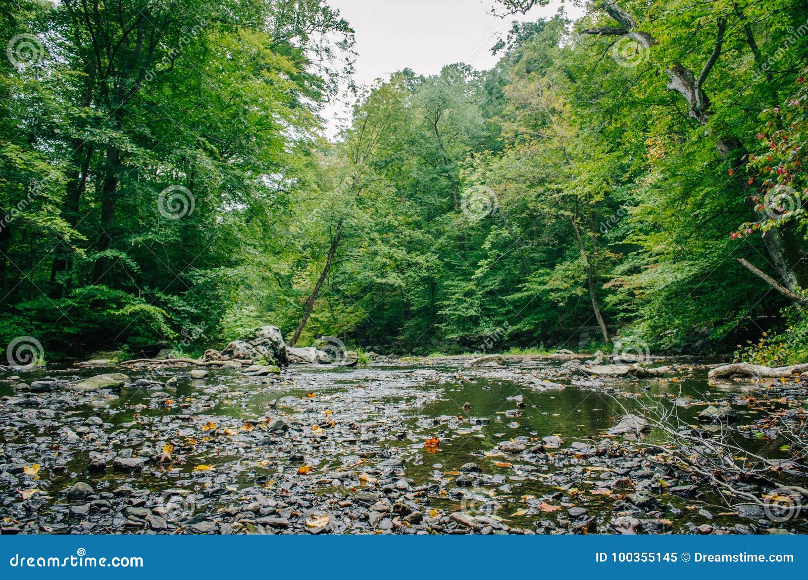 Creek View stock image. Image of afternoon, green, trees - 100355145