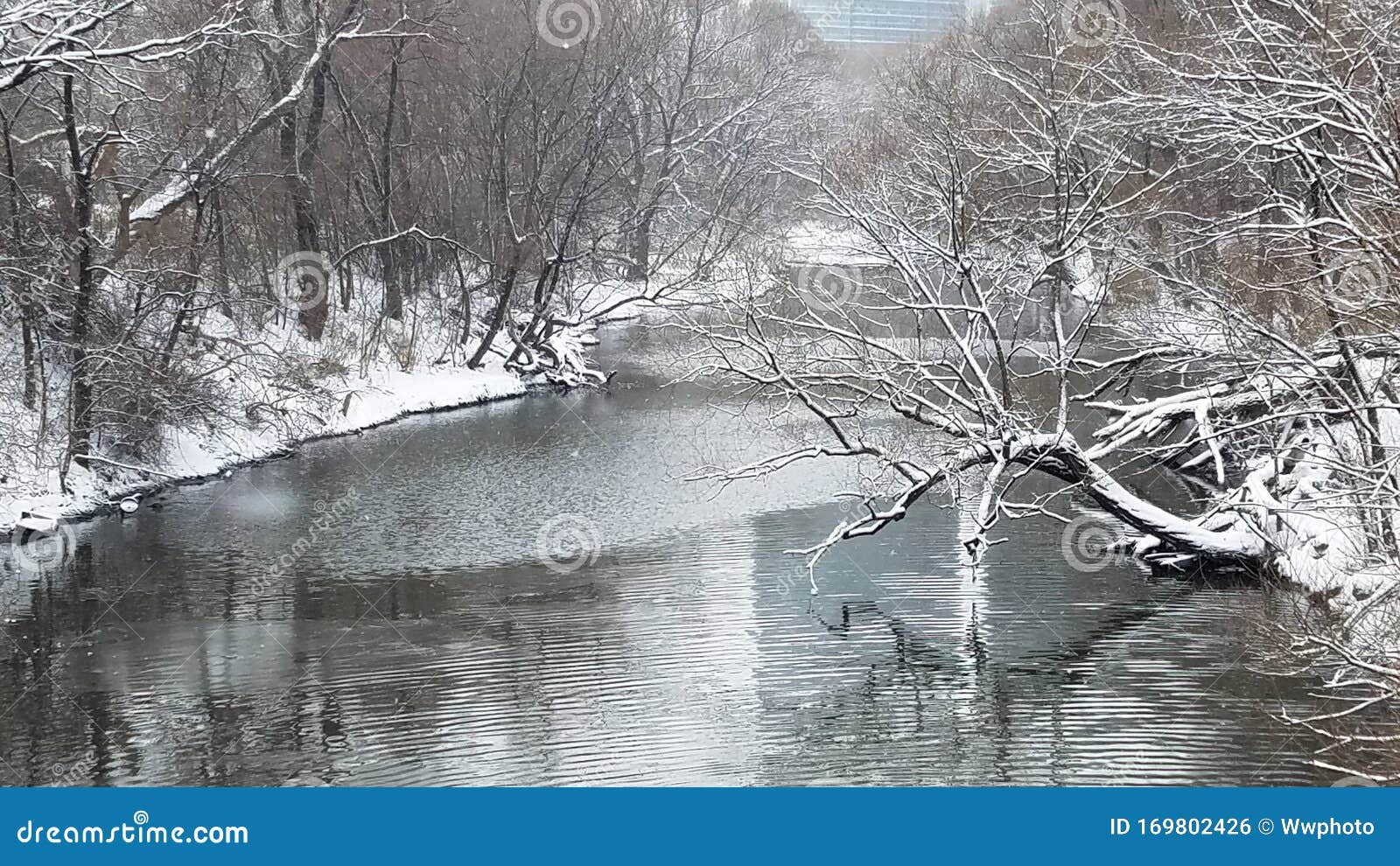 Creek at winter time stock photo. Image of trees, nature - 169802426