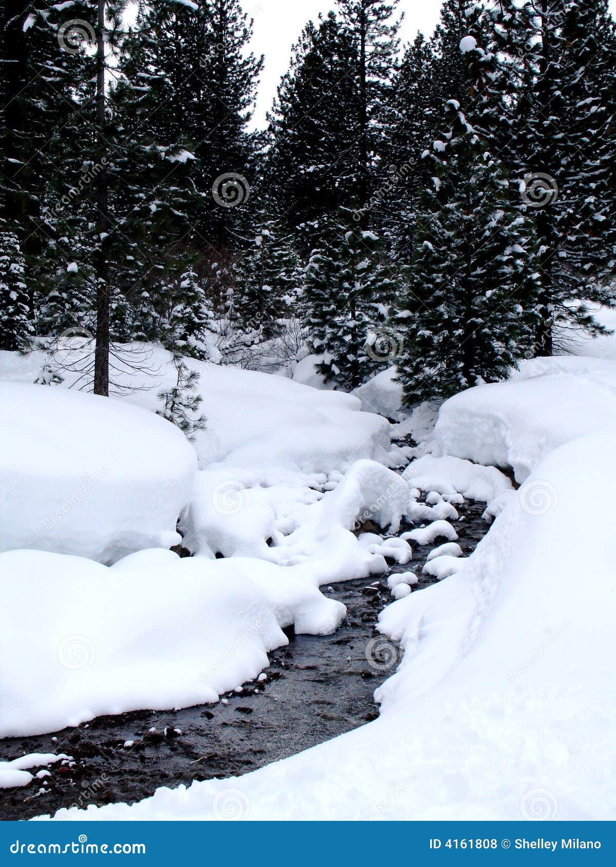 Creek in Wintry forest stock photo. Image of rural, cold - 4161808