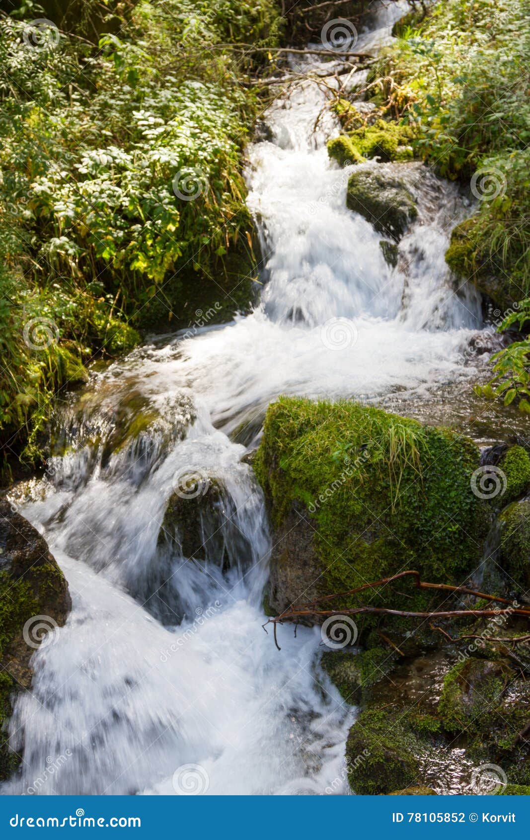 Creek in the woods stock photo. Image of green, stone - 78105852