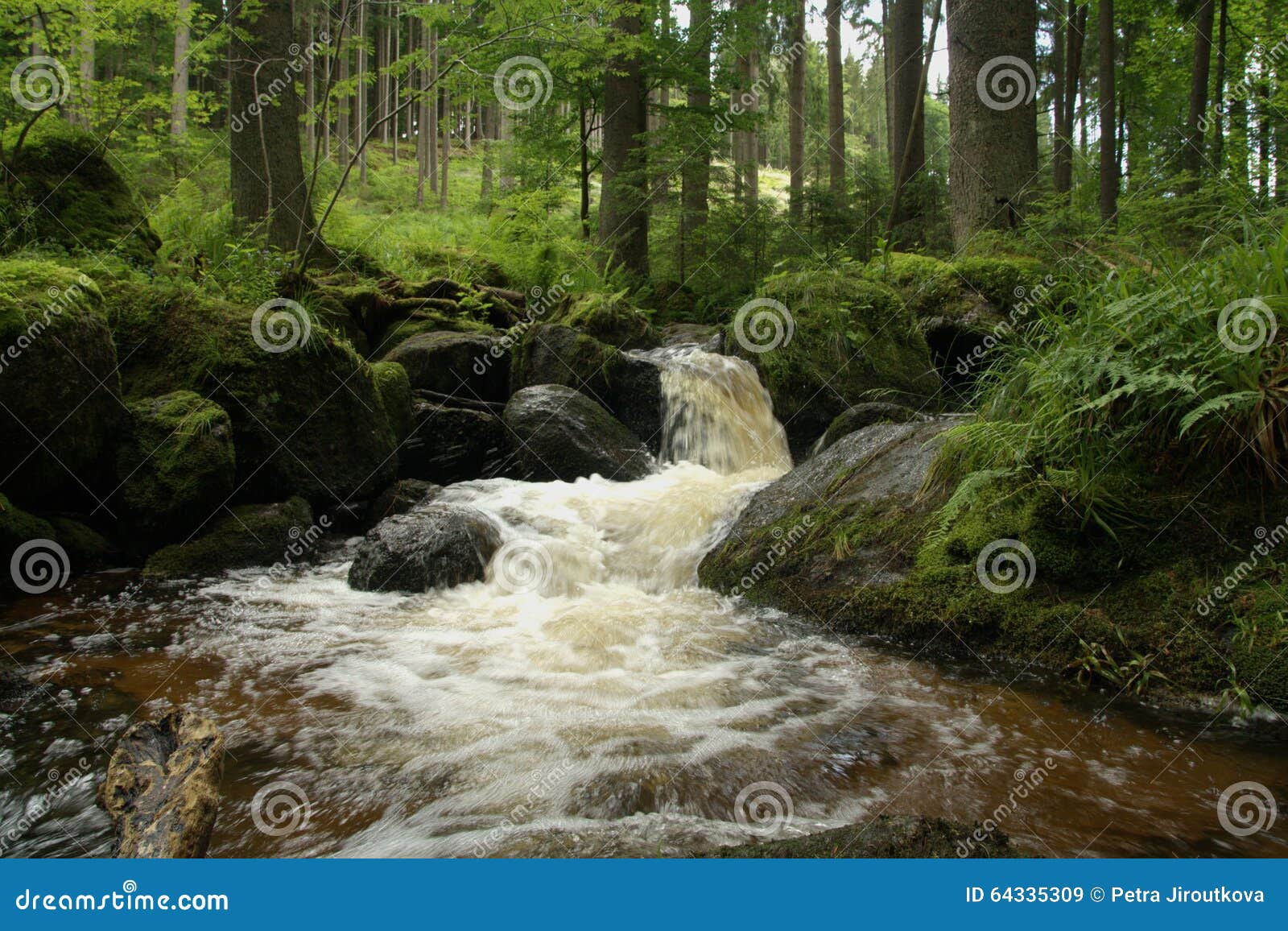 Creek in the Woods. Small Wild River. Stock Image - Image of fresh ...