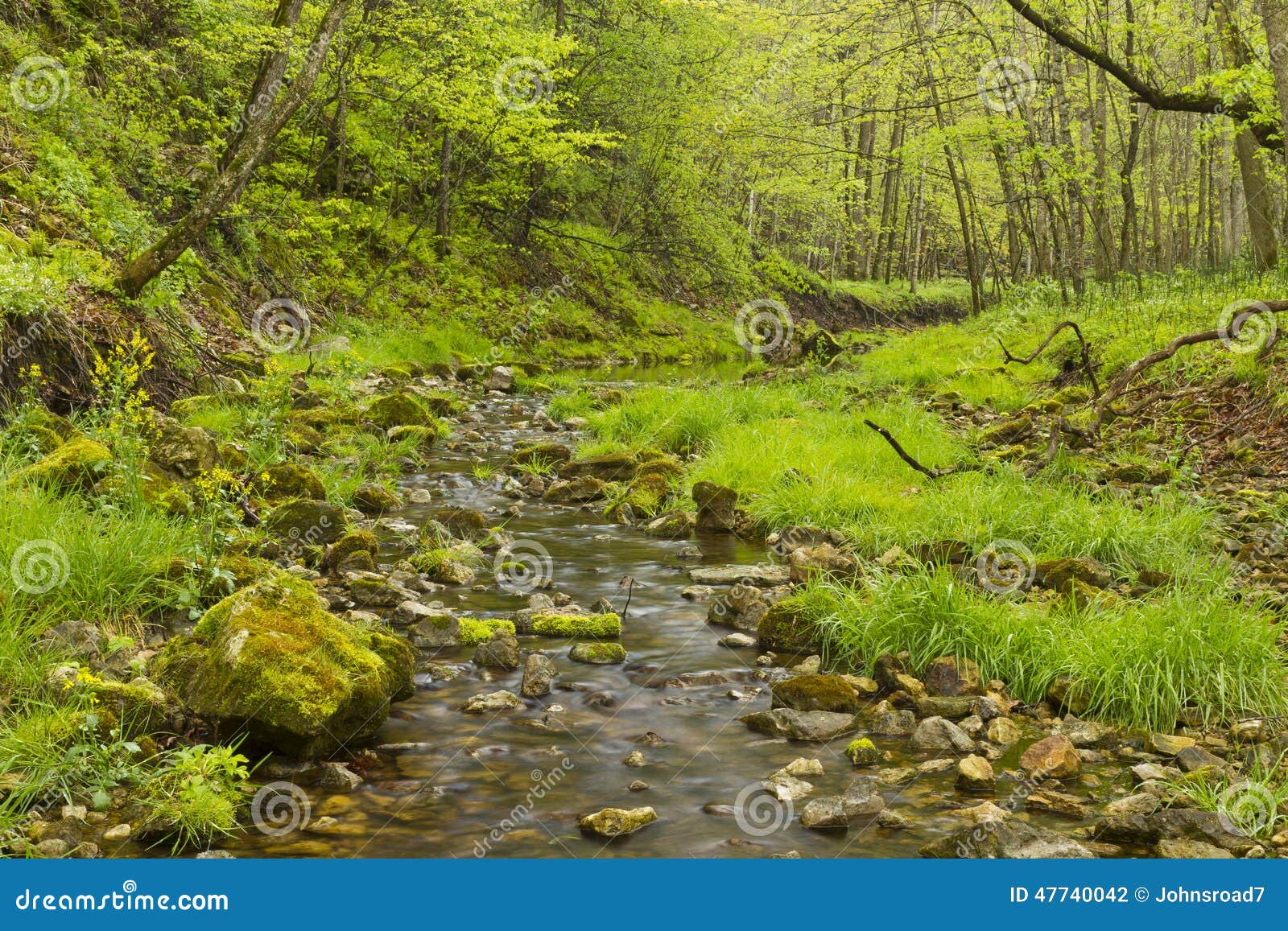 Creek in Woods stock photo. Image of park, scenery, woods - 47740042