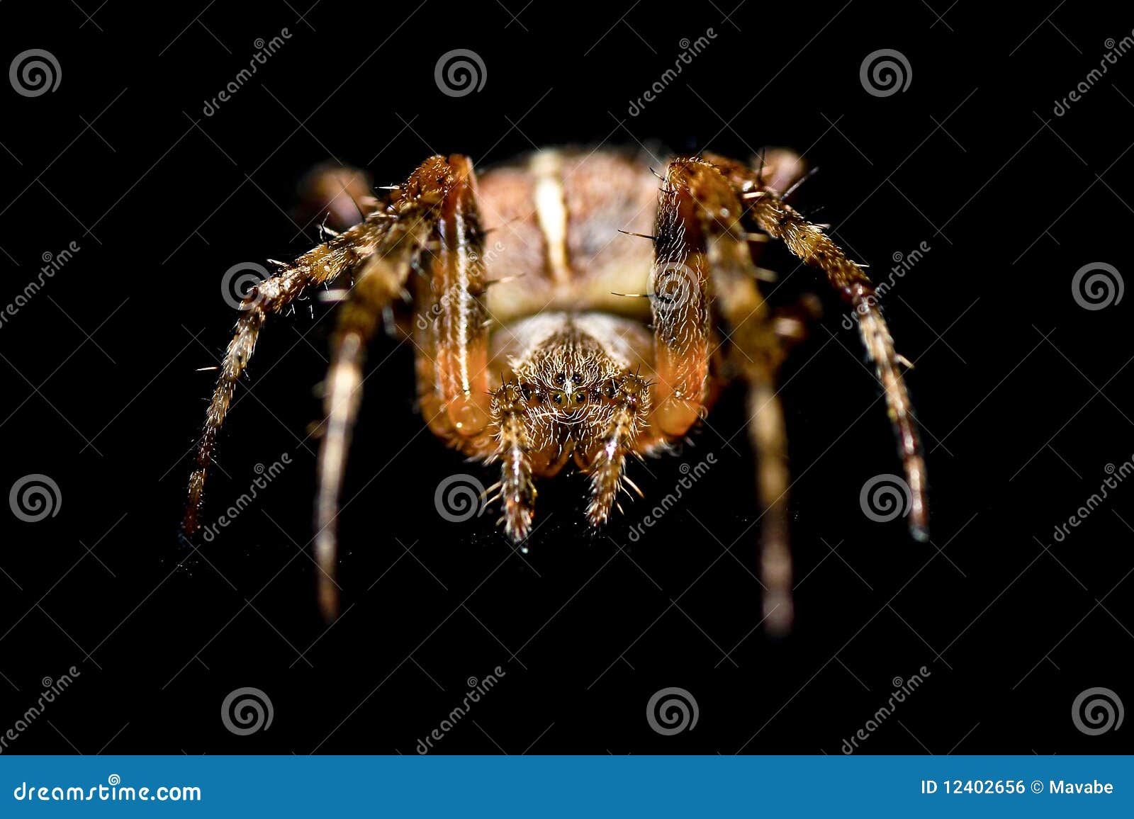 Creep stock photo. Image of scarry, spiders, spider, leggs - 12402656