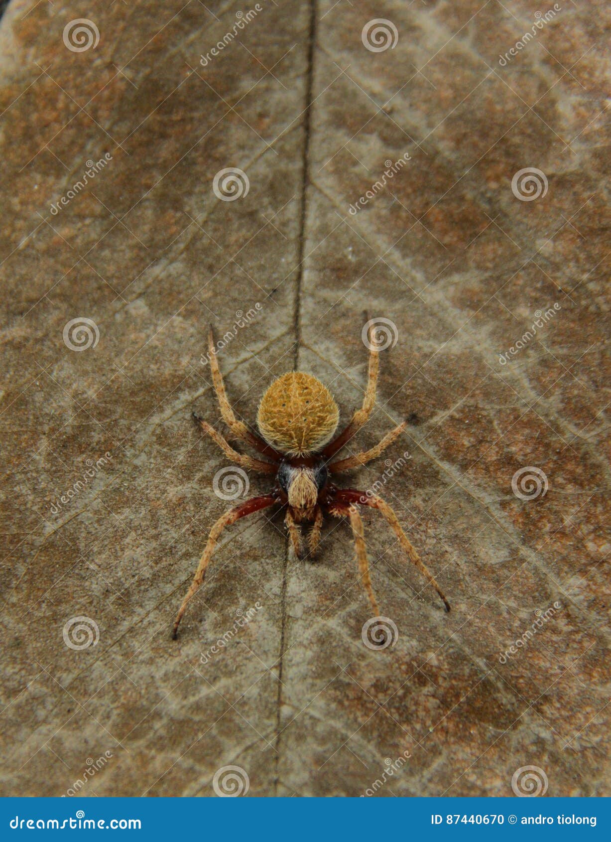 Creep stock photo. Image of camouflage, leaf, creep, macro - 87440670