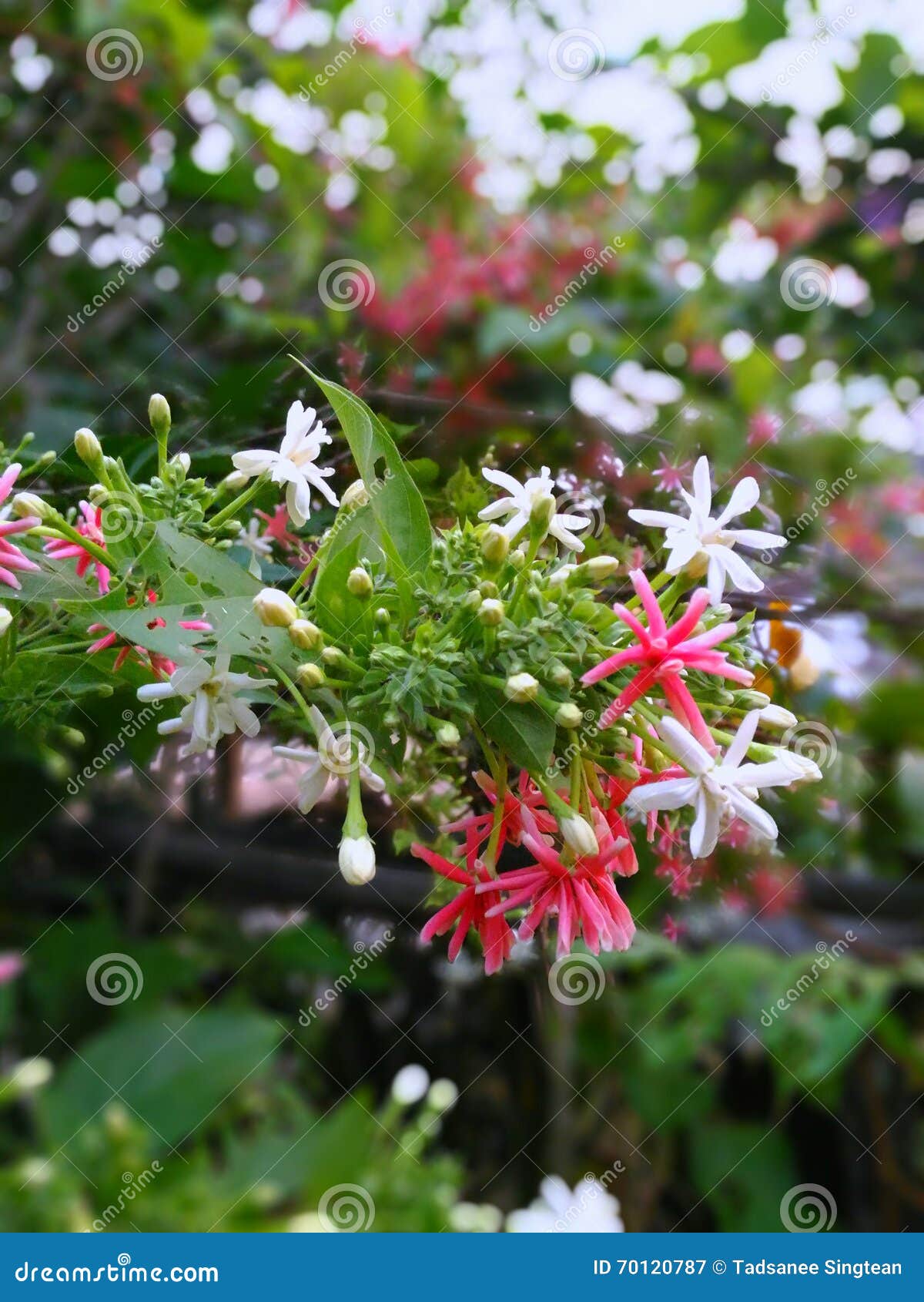 Creeper With Beautiful Purple Flower Stock Image | CartoonDealer.com ...