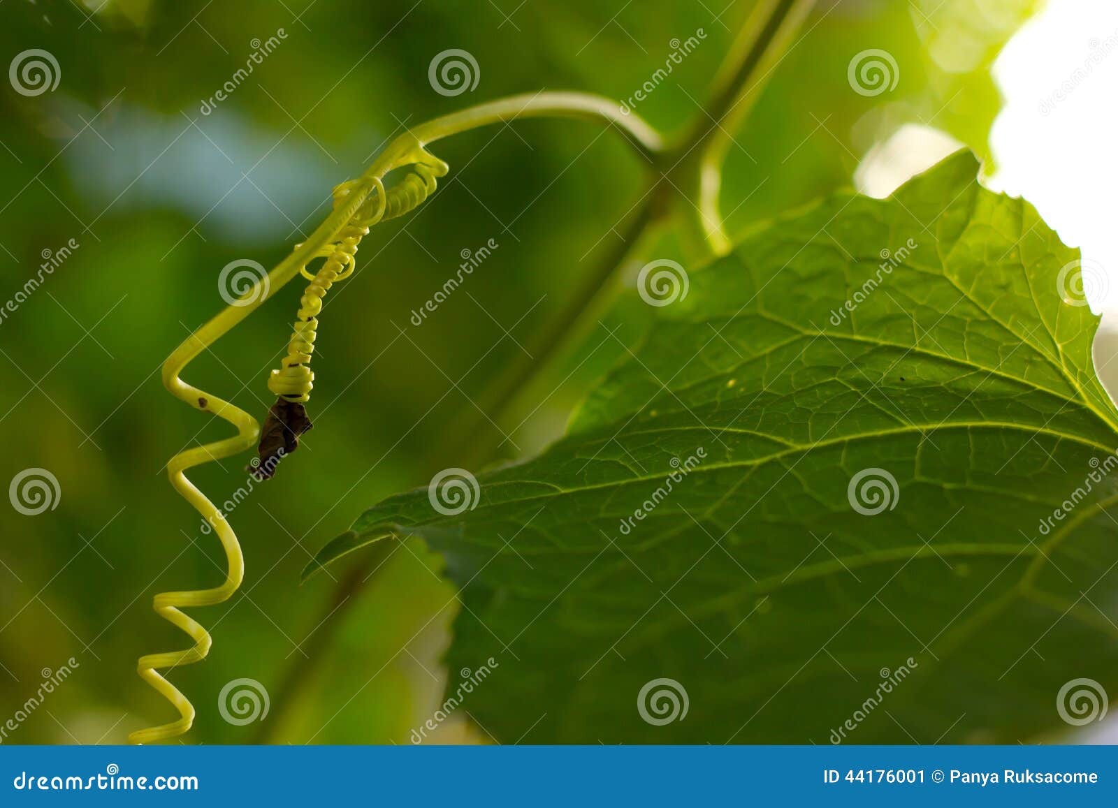 Creeper stock image. Image of beautiful, forest, ants - 44176001
