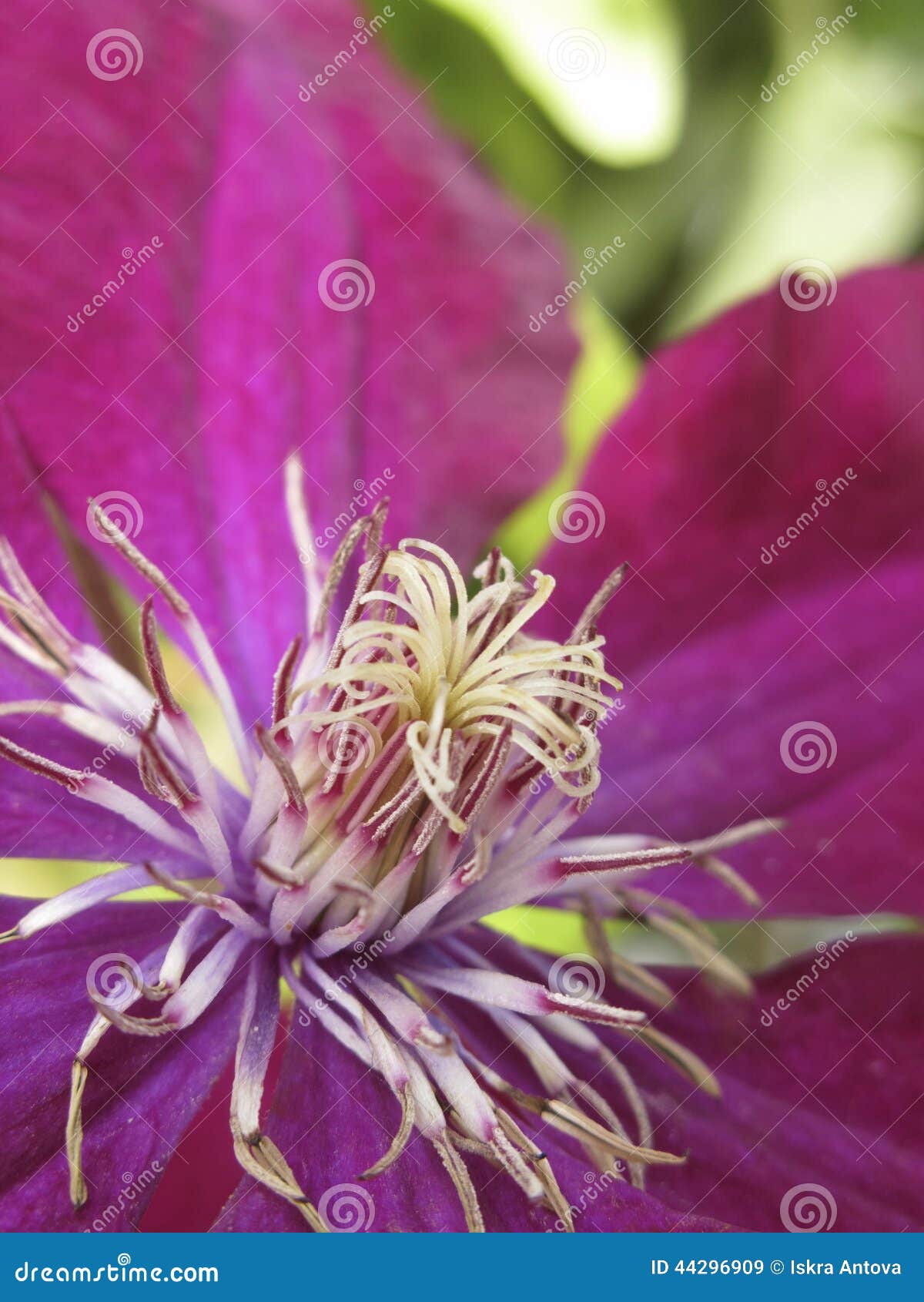Creeper With Beautiful Purple Flower Stock Image | CartoonDealer.com ...