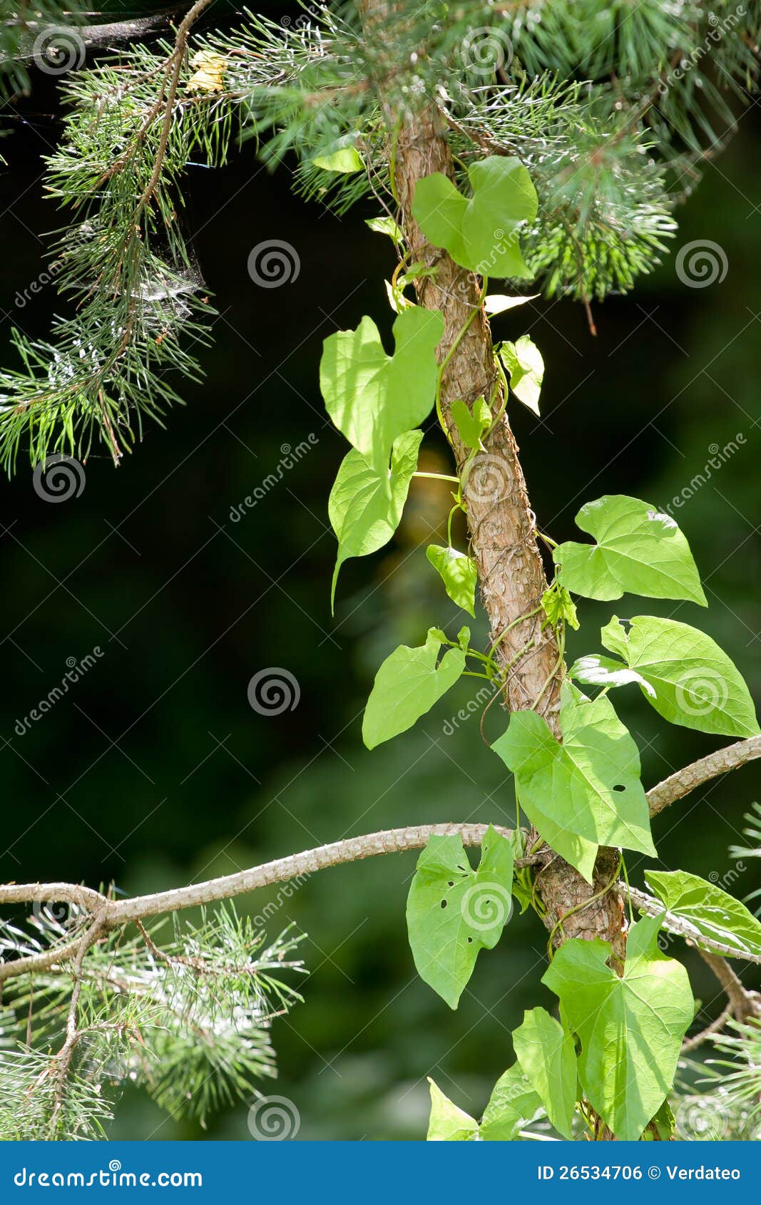 Creeper Binding Over a Pine Stock Photo - Image of healthy, forest ...