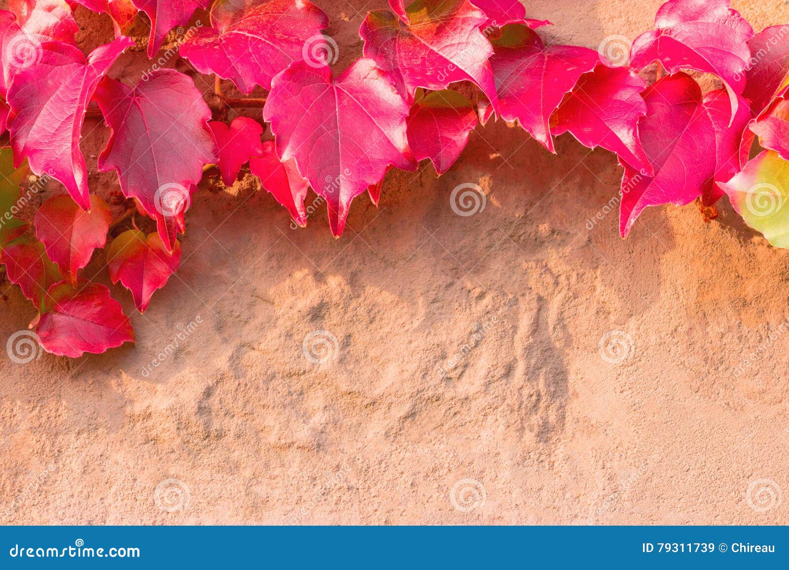 Creeper Branch with Deep Red Leaves on the Sandstone Wall Stock Image ...