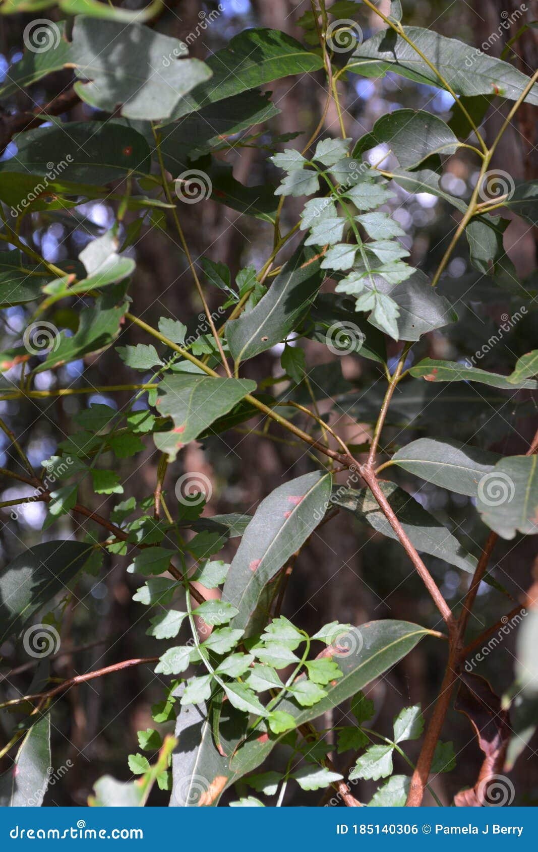 Creeper Climbing through the Forest Trees and Bushes Stock Photo ...