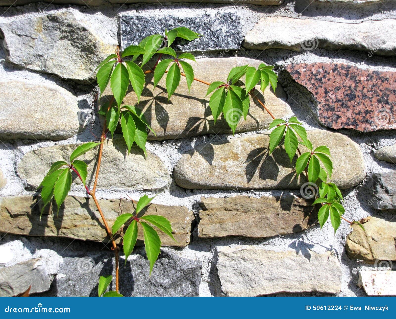 Creeper stock photo. Image of stony, creeper, stone, agricultural ...