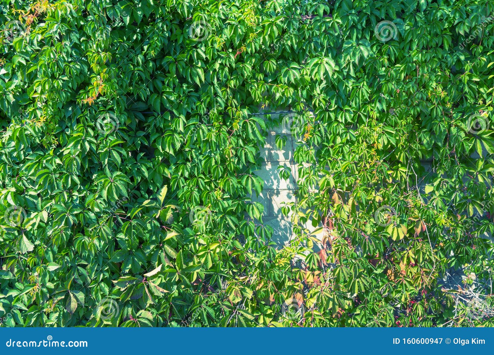 Creeper Covering Garden Fence Stock Image - Image of grape, backdrop ...