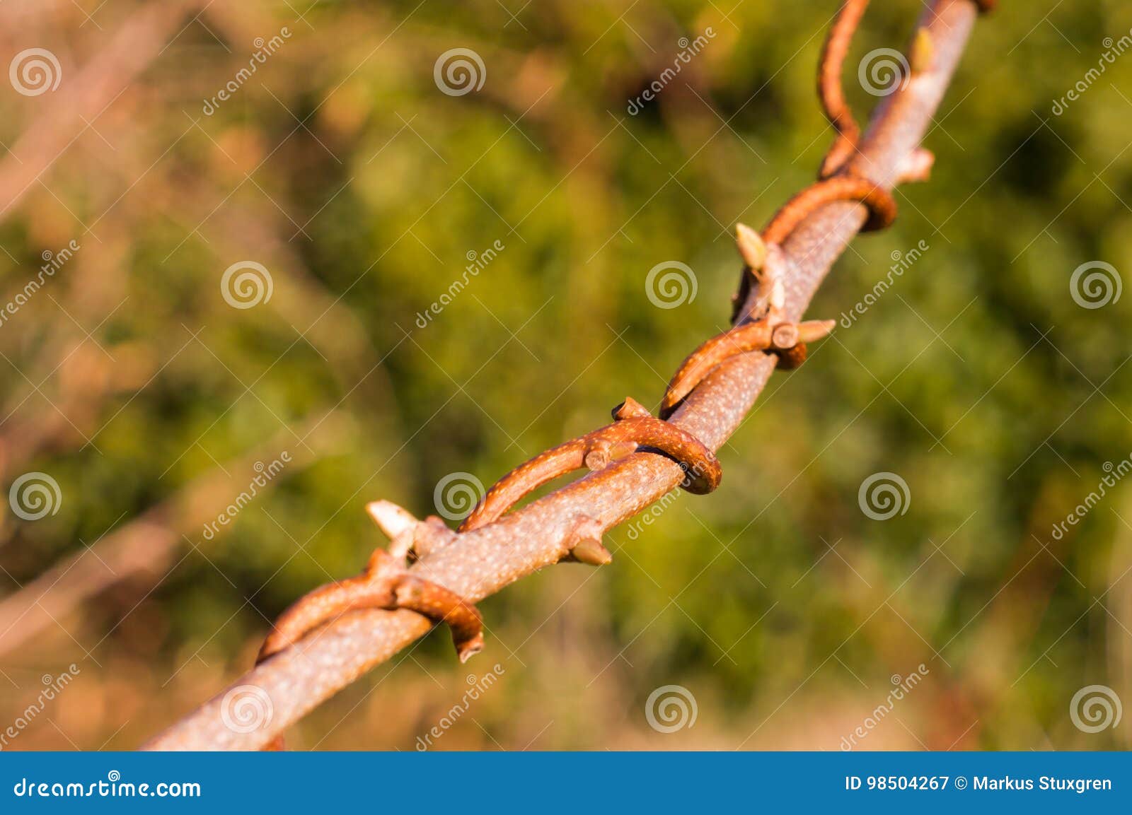 Creeper stock image. Image of sweden, woods, gothenburg - 98504267