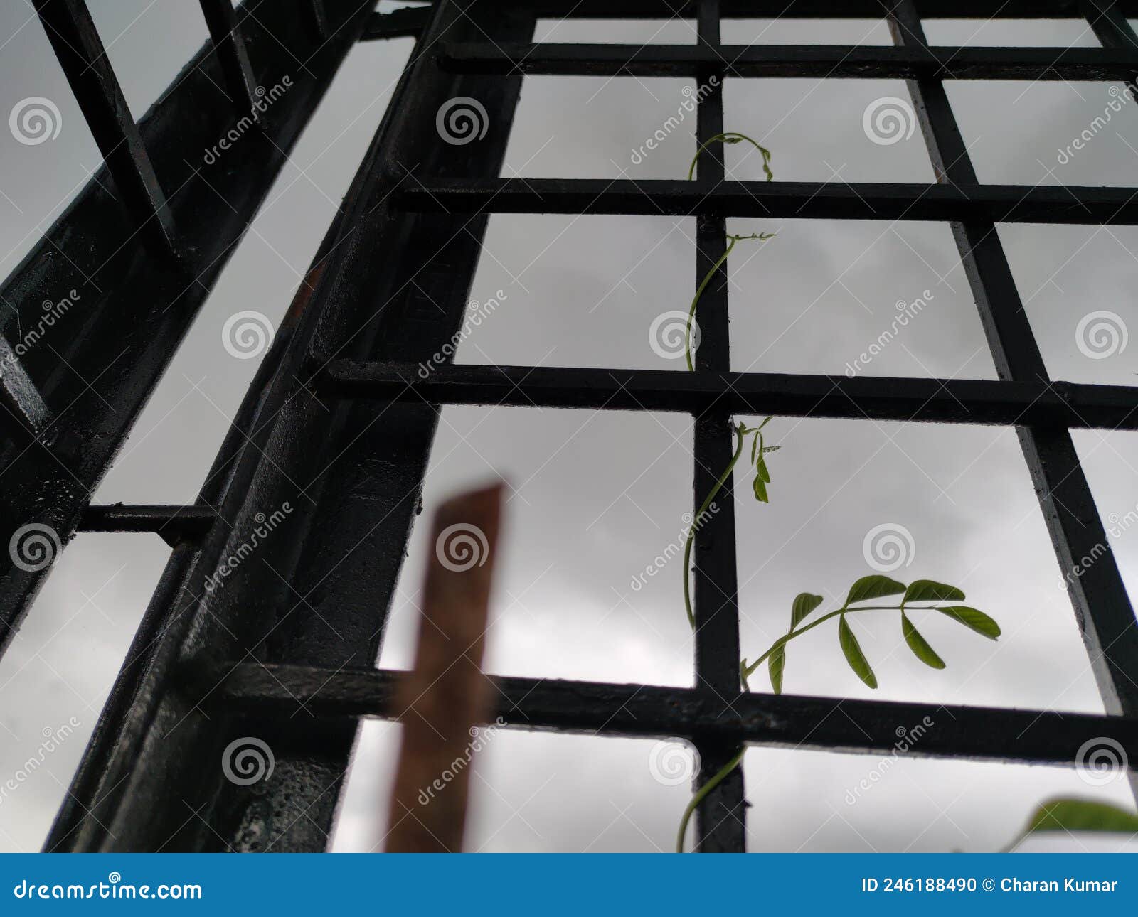 Creeper on a Fence of Backyard Stock Photo - Image of stairs, iron ...