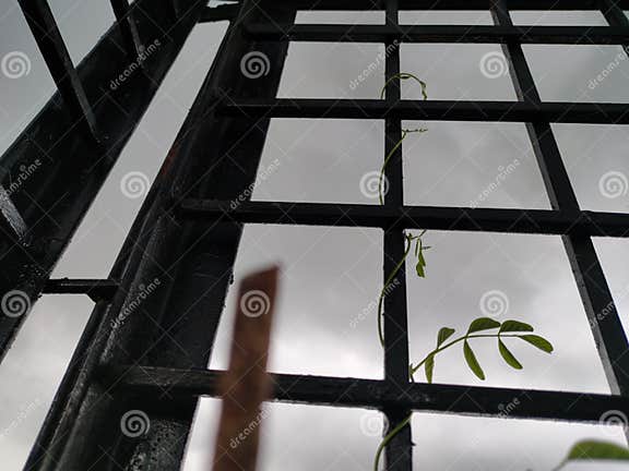Creeper on a Fence of Backyard Stock Photo - Image of stairs, iron ...