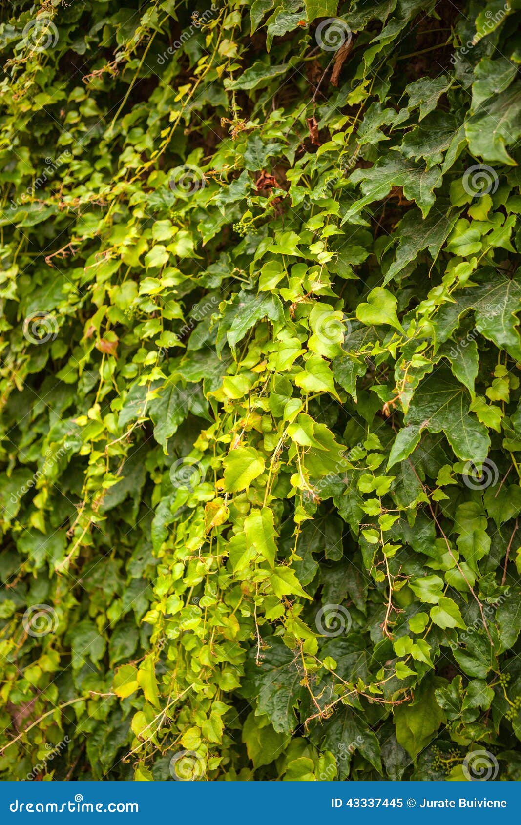 Creeper stock image. Image of house, ornamental, architecture - 43337445