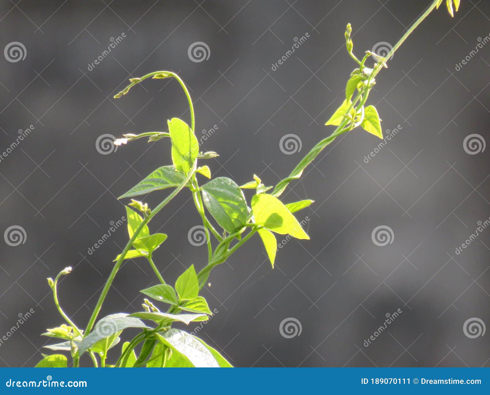 A Creeper Natural Growth Observation. Stock Image - Image of help ...