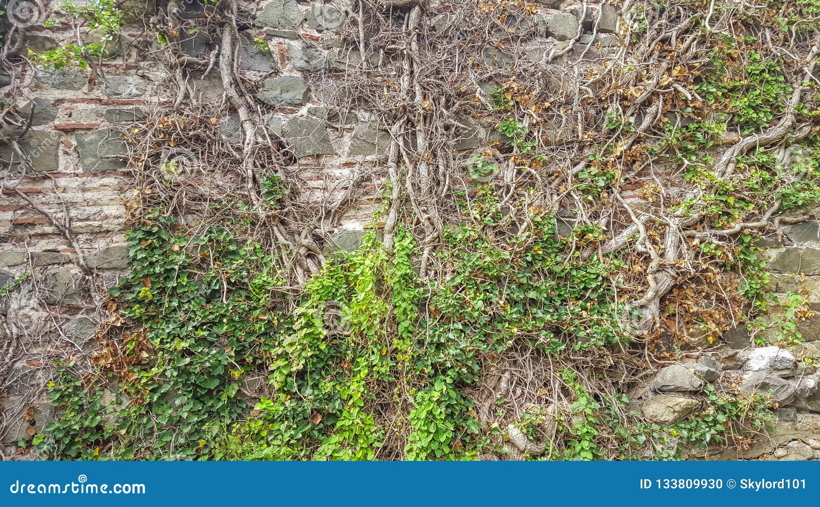 Creeper on an Old Brick Wall Stock Photo - Image of brown, color: 133809930