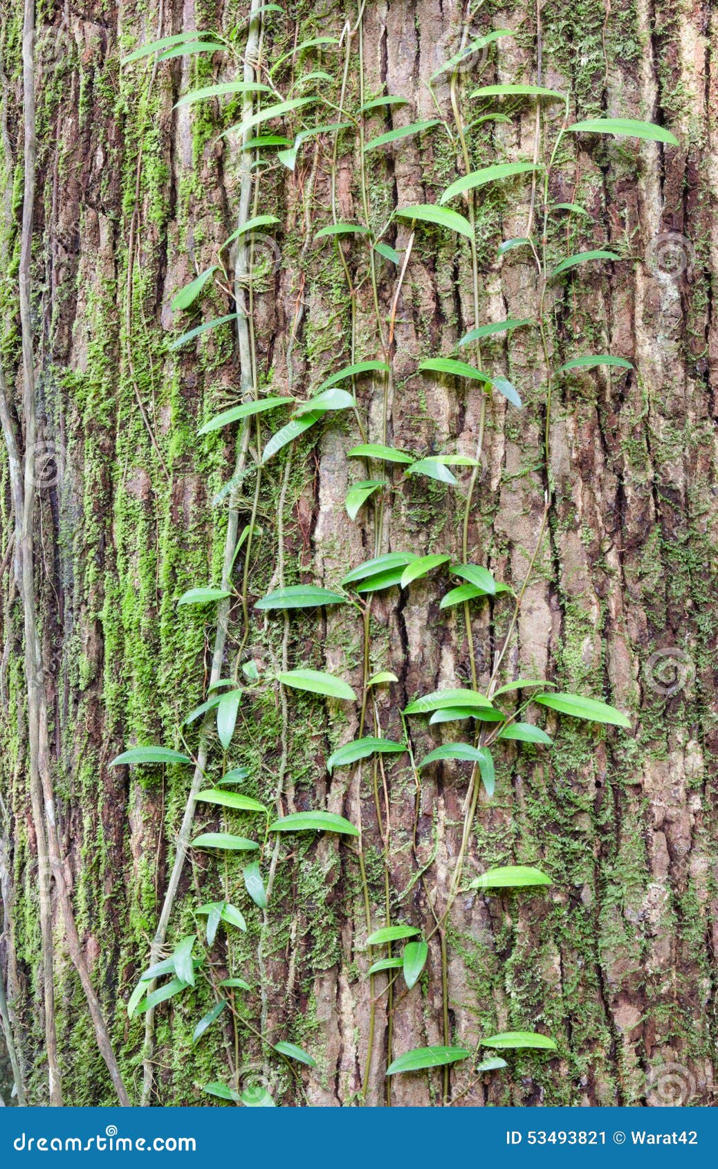 Creeper on Outer Bark of Tree Texture Stock Image - Image of surface ...